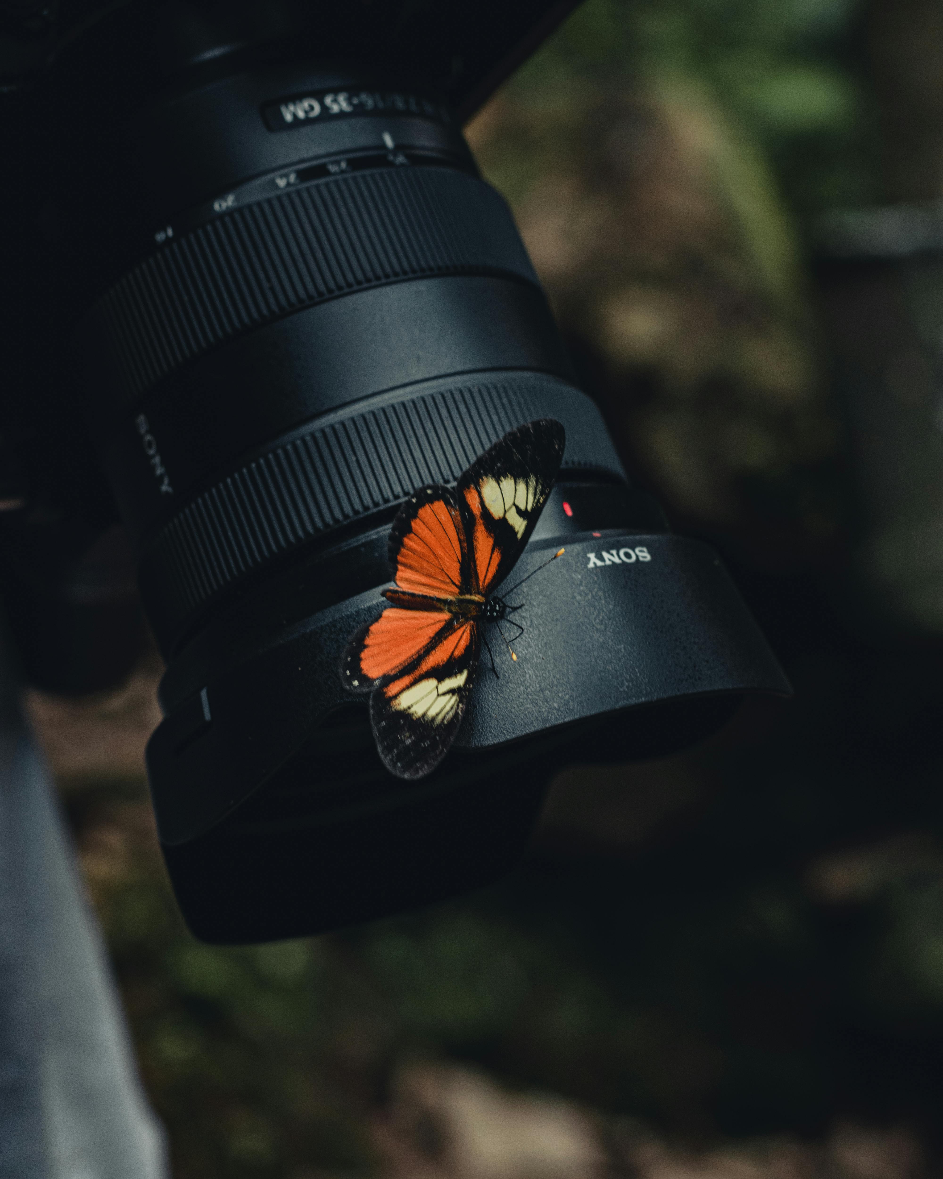 Butterfly on Camera Lens · Free Stock Photo