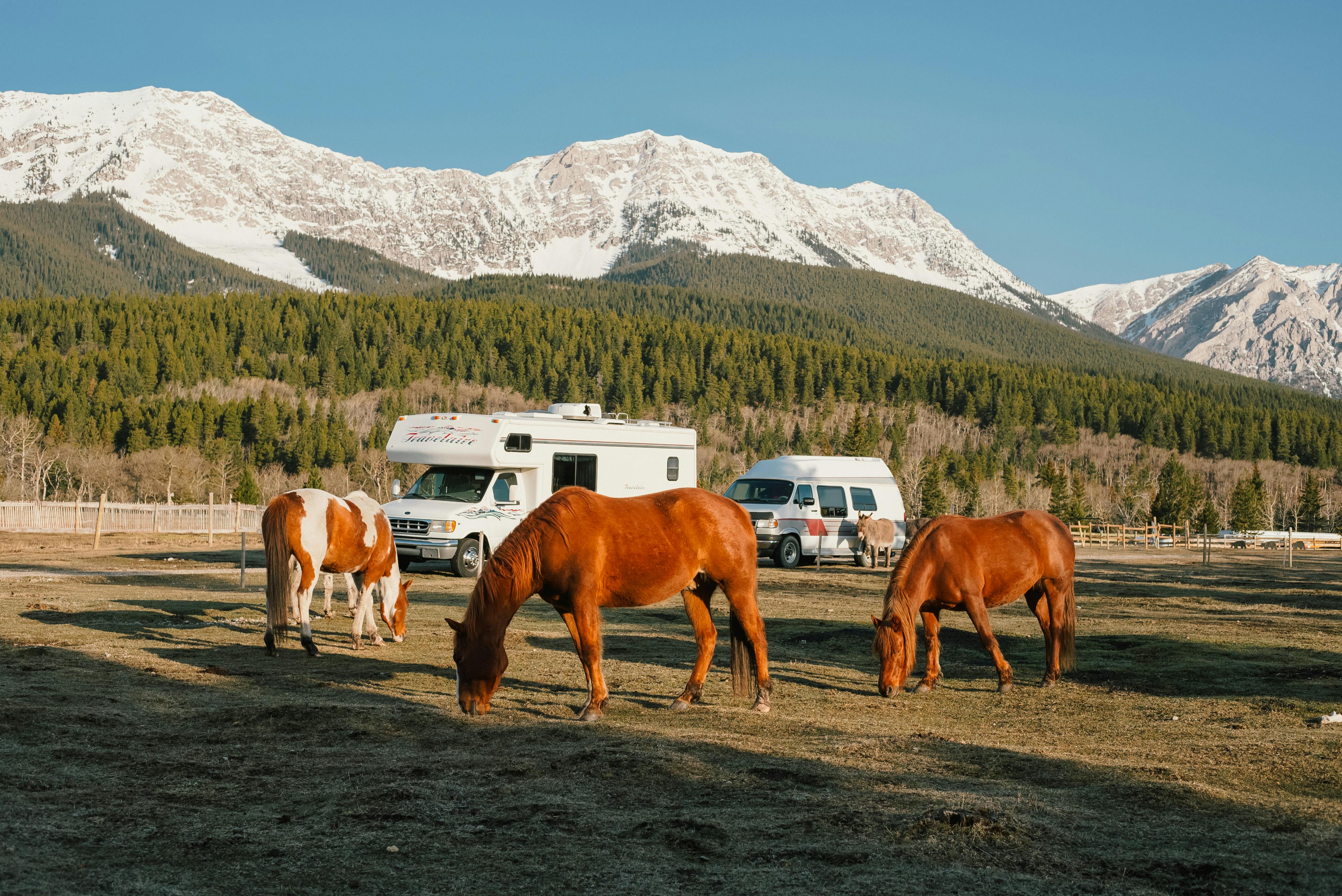 Horses grazing in a field near an rv park · Free Stock Photo