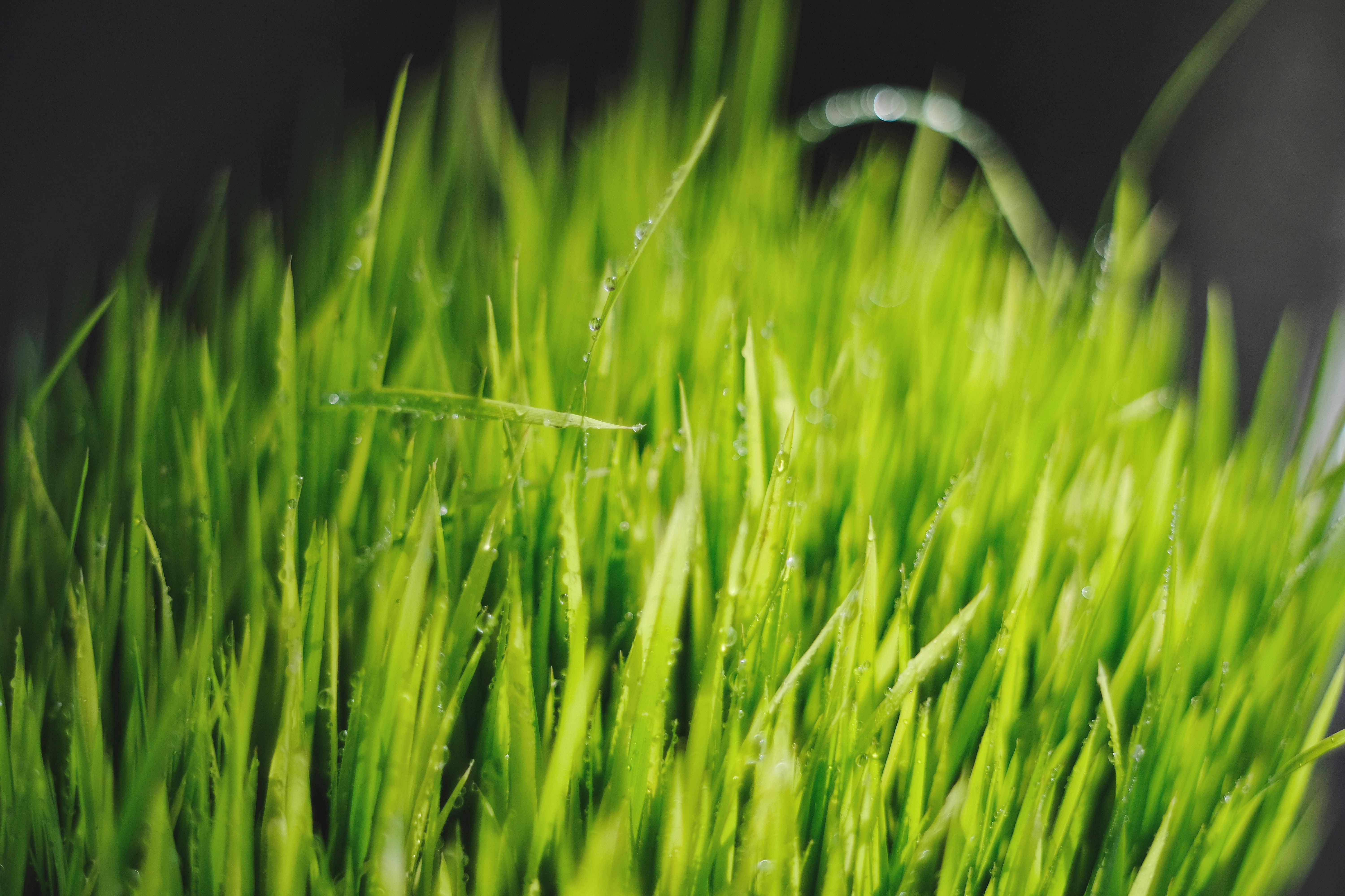 Close-up of Grass · Free Stock Photo