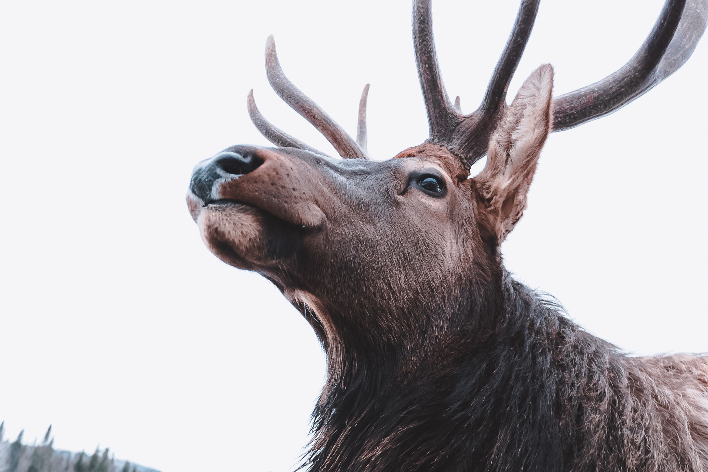 Bull Horn Wallpaper Photos, Download The BEST Free Bull Horn Wallpaper ...
