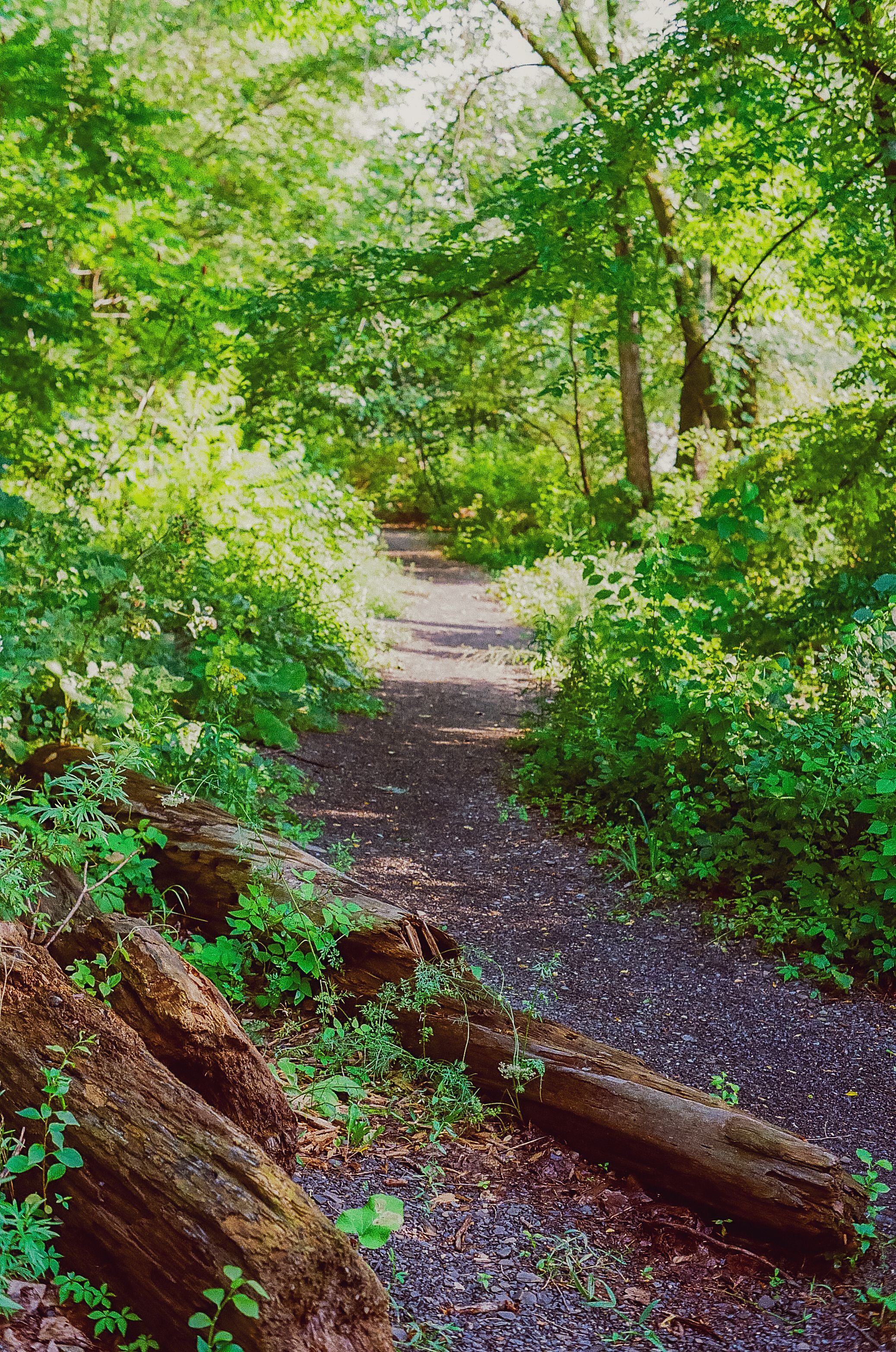 Path in Summer Green Forest · Free Stock Photo