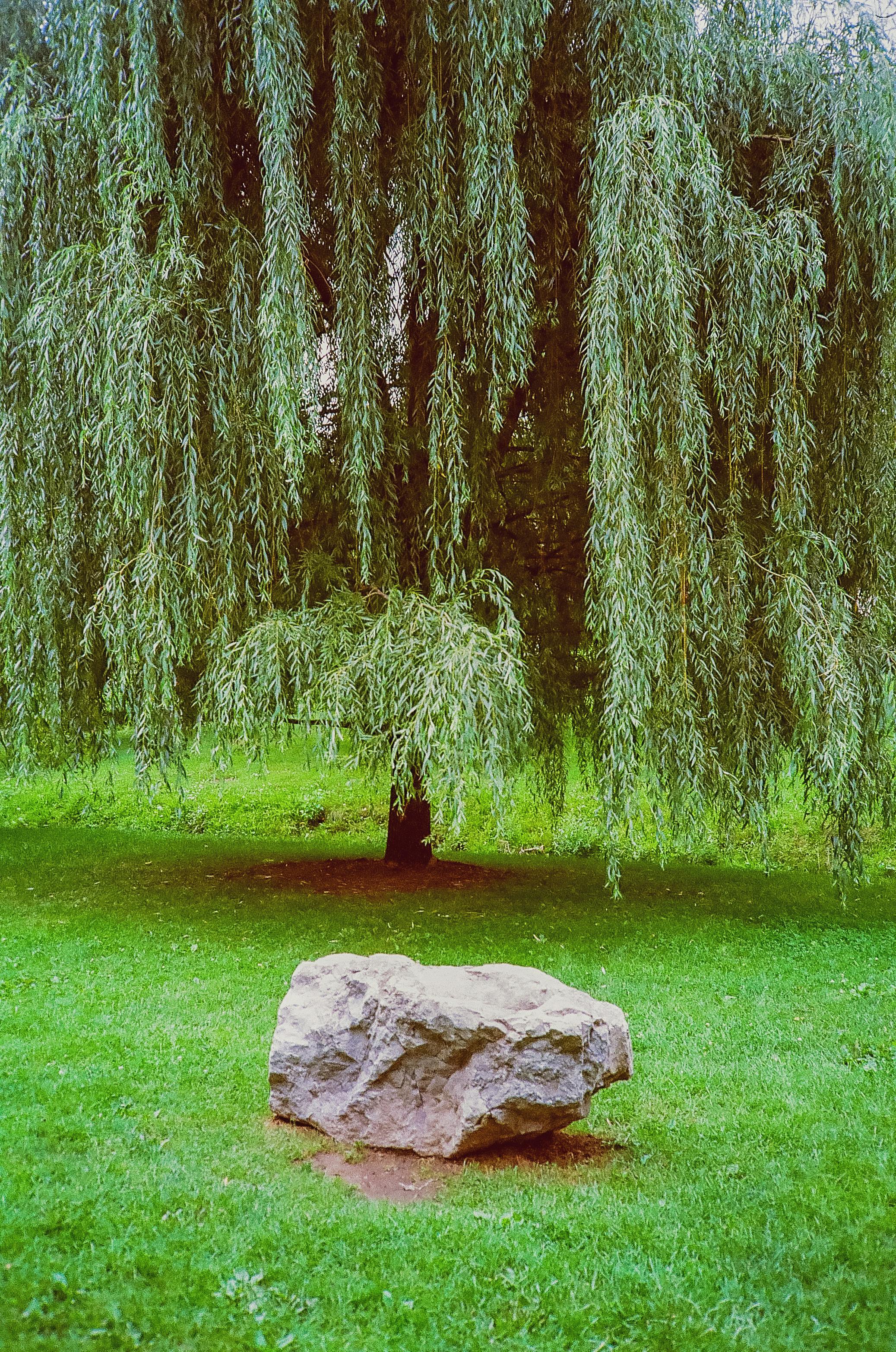 Rock near Willow Tree in Summer Park · Free Stock Photo