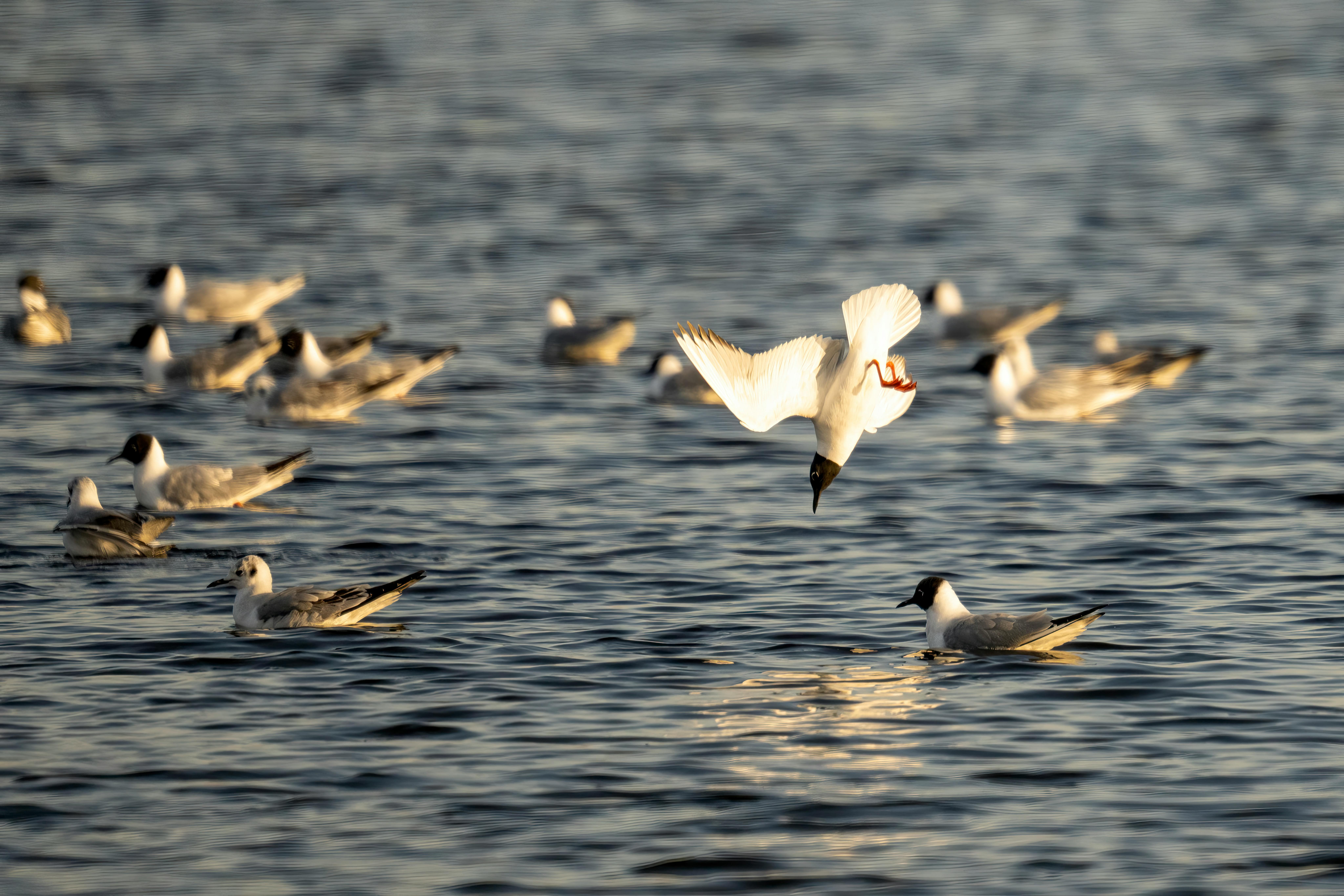 Diving Seagull and a Flock in the Water · Free Stock Photo