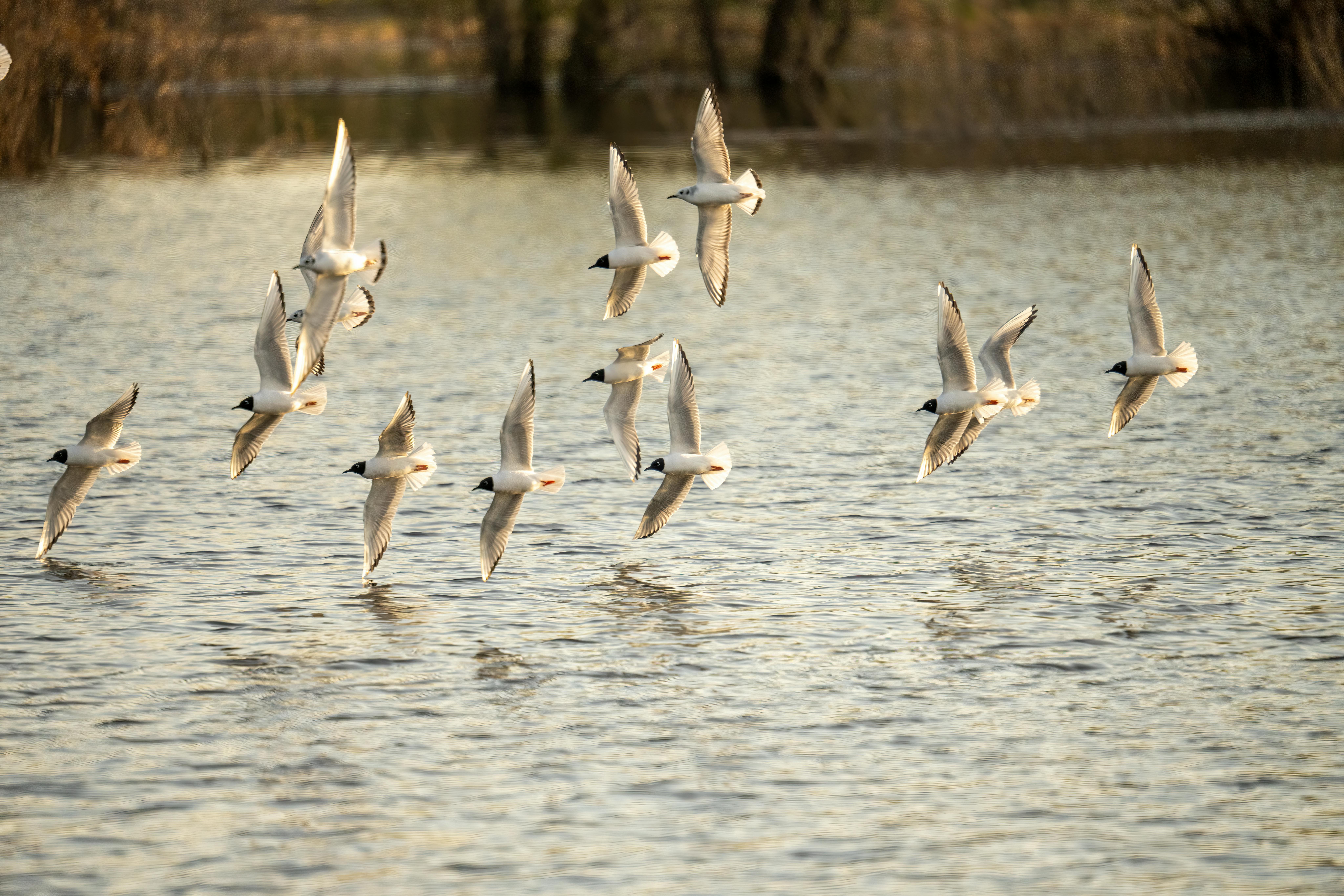 Flock of Bonapartes Gulls Flying Low Over the Water · Free Stock Photo