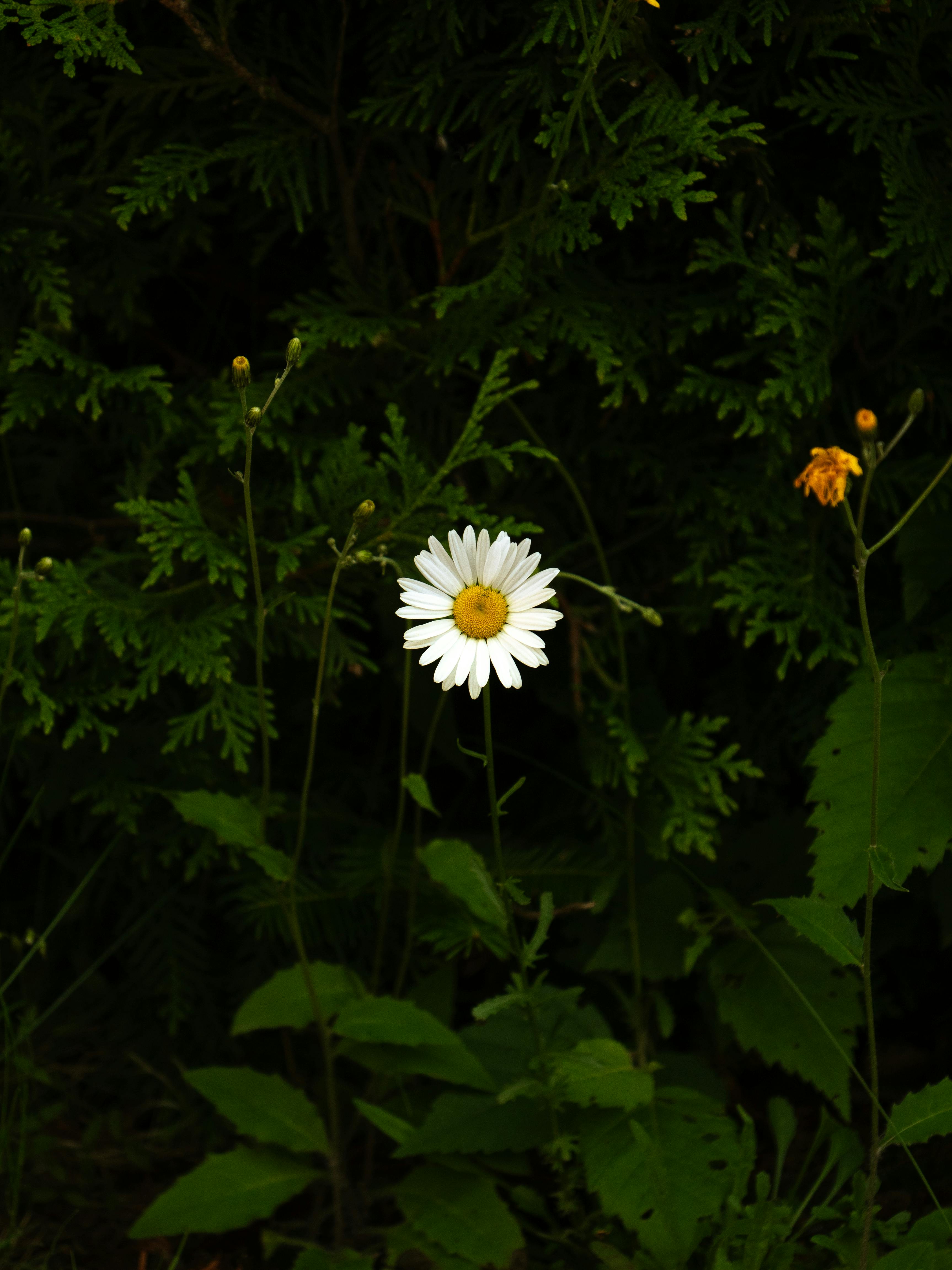 Blooming Daisy Among Wildflower Buds Under a Cypress Tree · Free Stock ...
