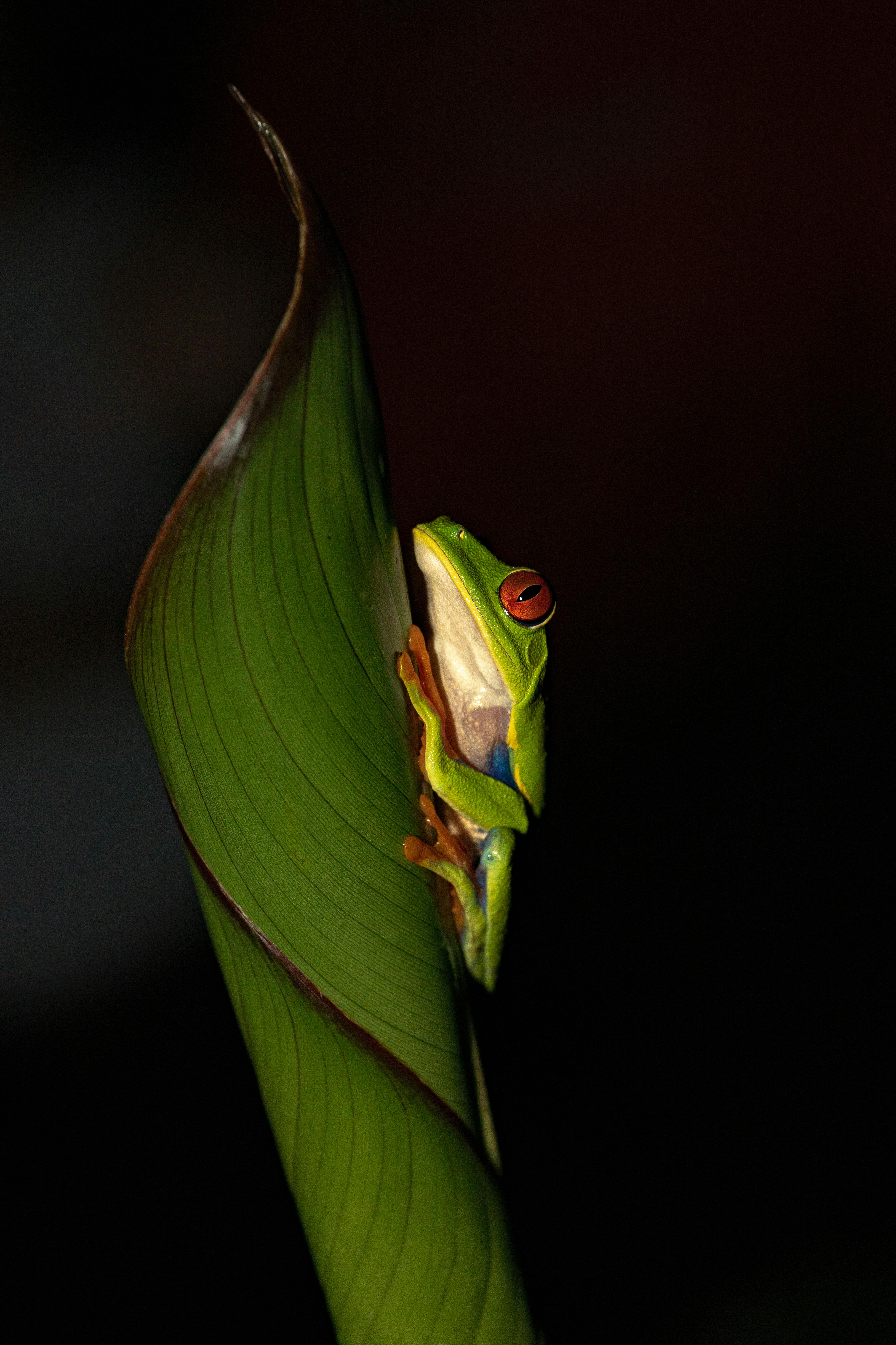 Frog on Leaf · Free Stock Photo
