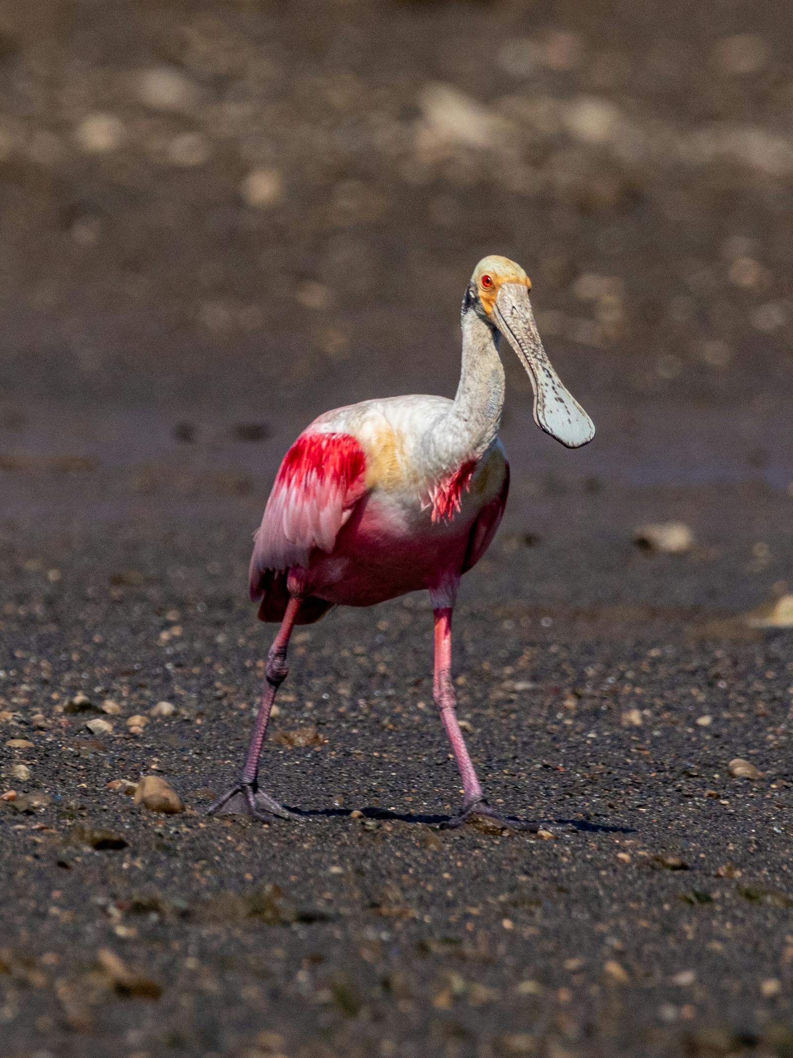 Roseate Spoonbill Photos, Download The BEST Free Roseate Spoonbill ...