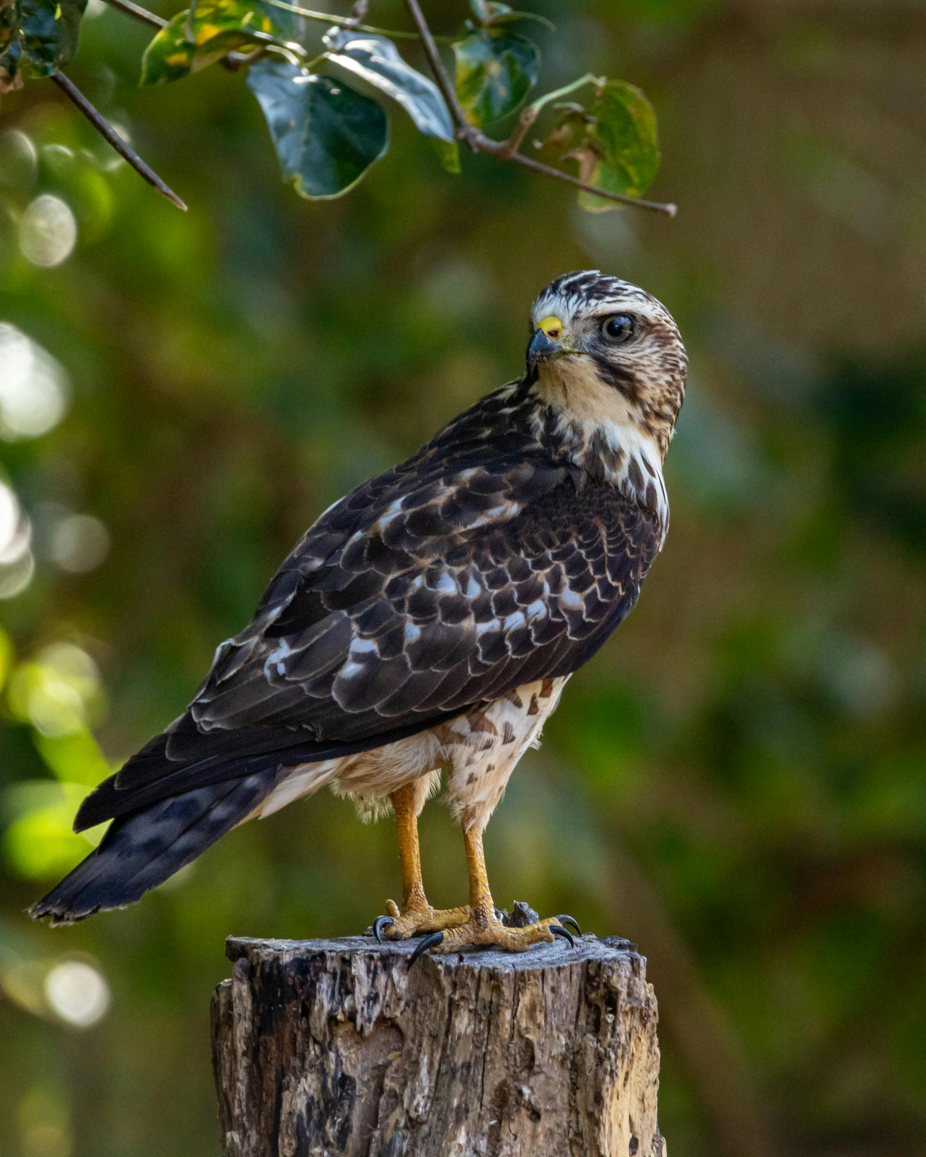 Broad-Winged Hawk Standing on a Tree Stump · Free Stock Photo