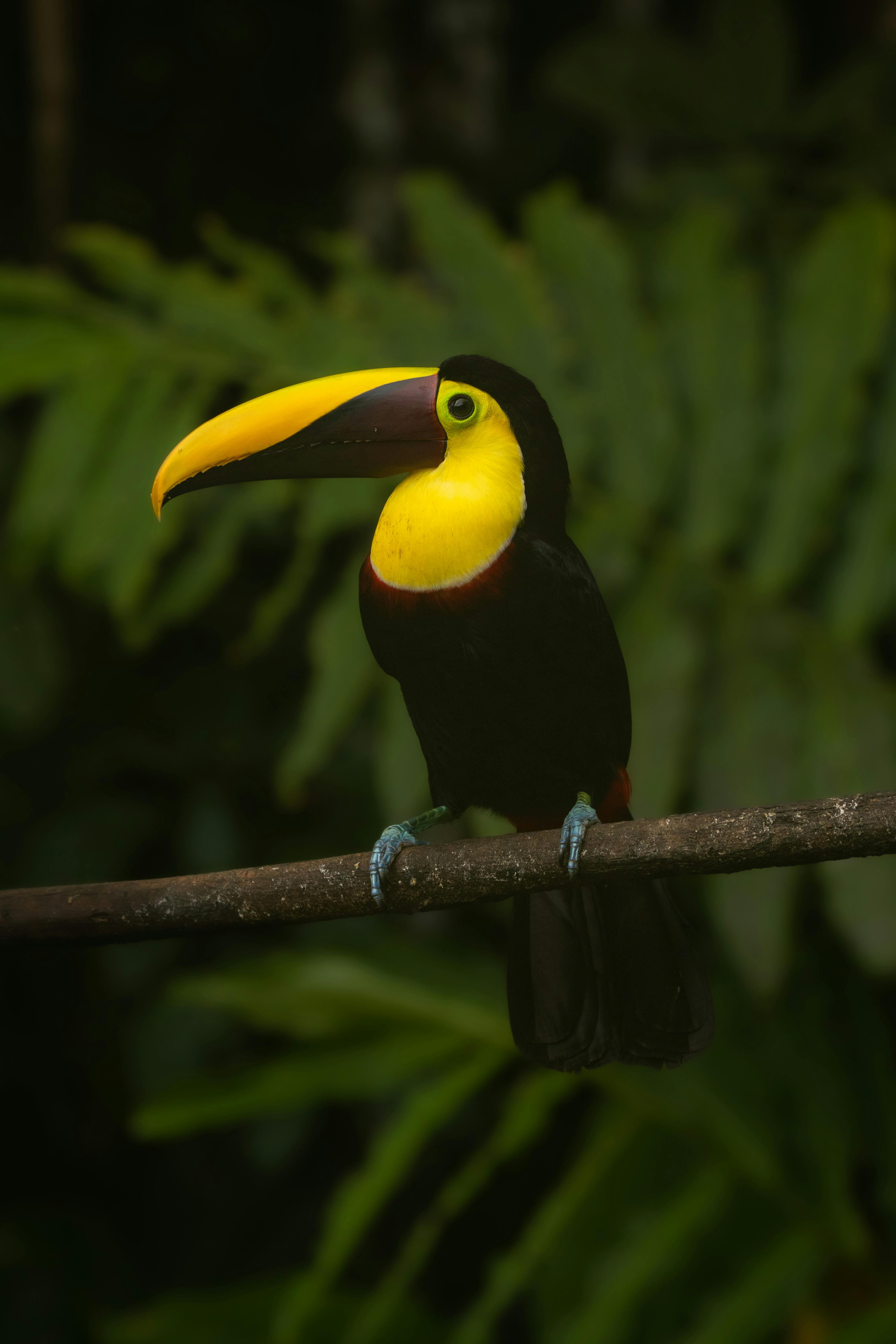 Close up of Toucan Beak · Free Stock Photo