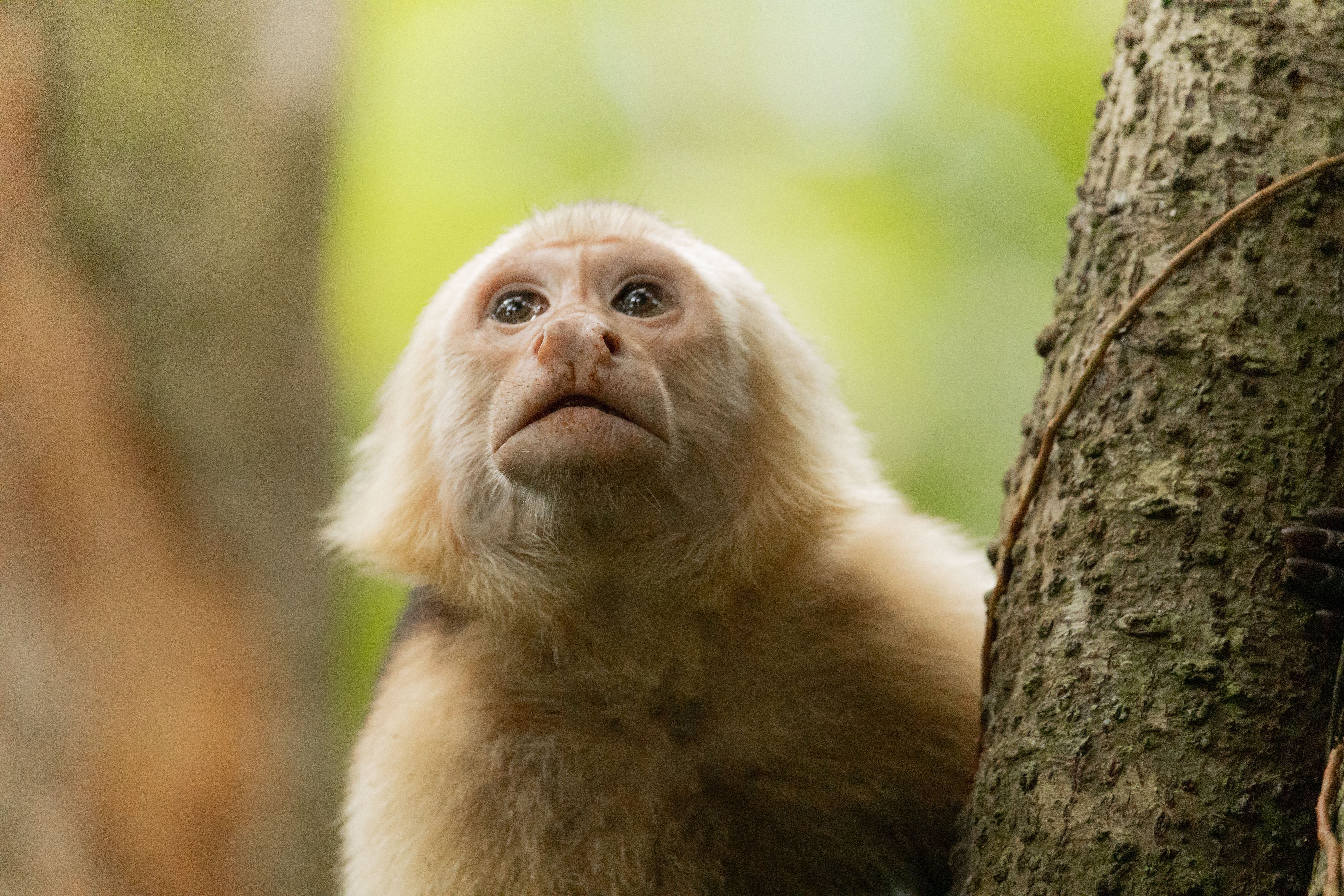 Close up of Monkey · Free Stock Photo