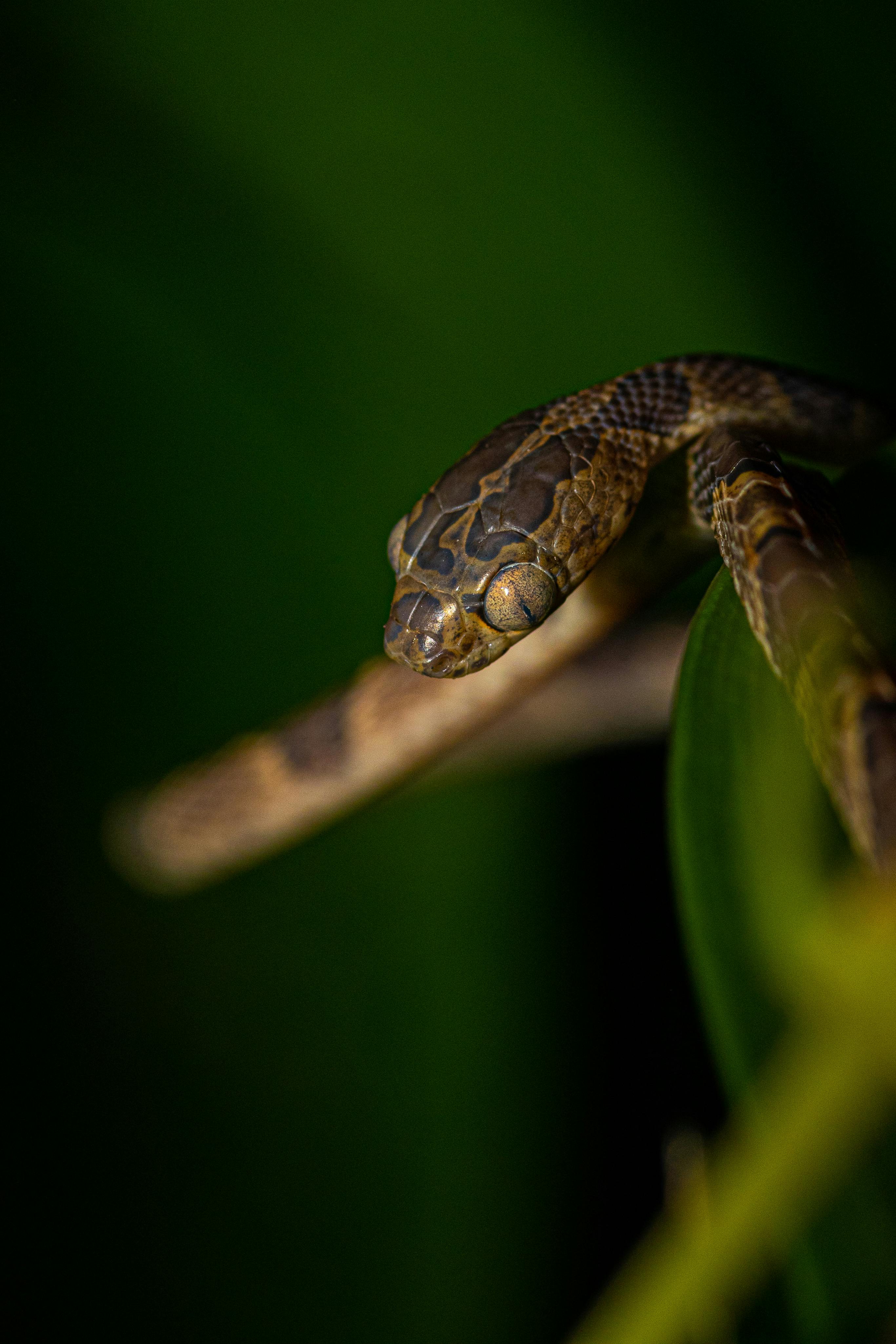 Close-up on Resting Python · Free Stock Photo
