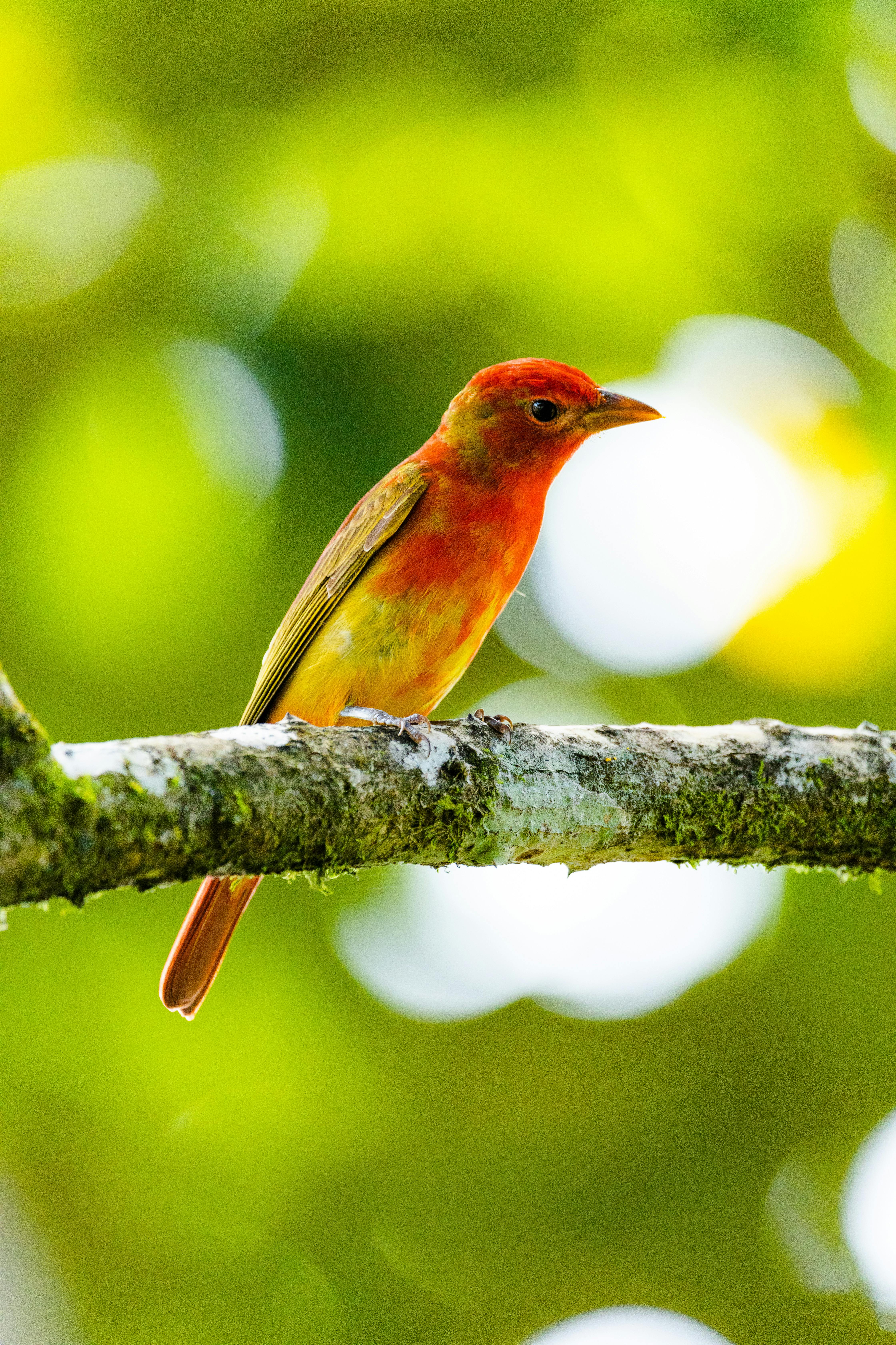 Close up of Colorful Songbird · Free Stock Photo