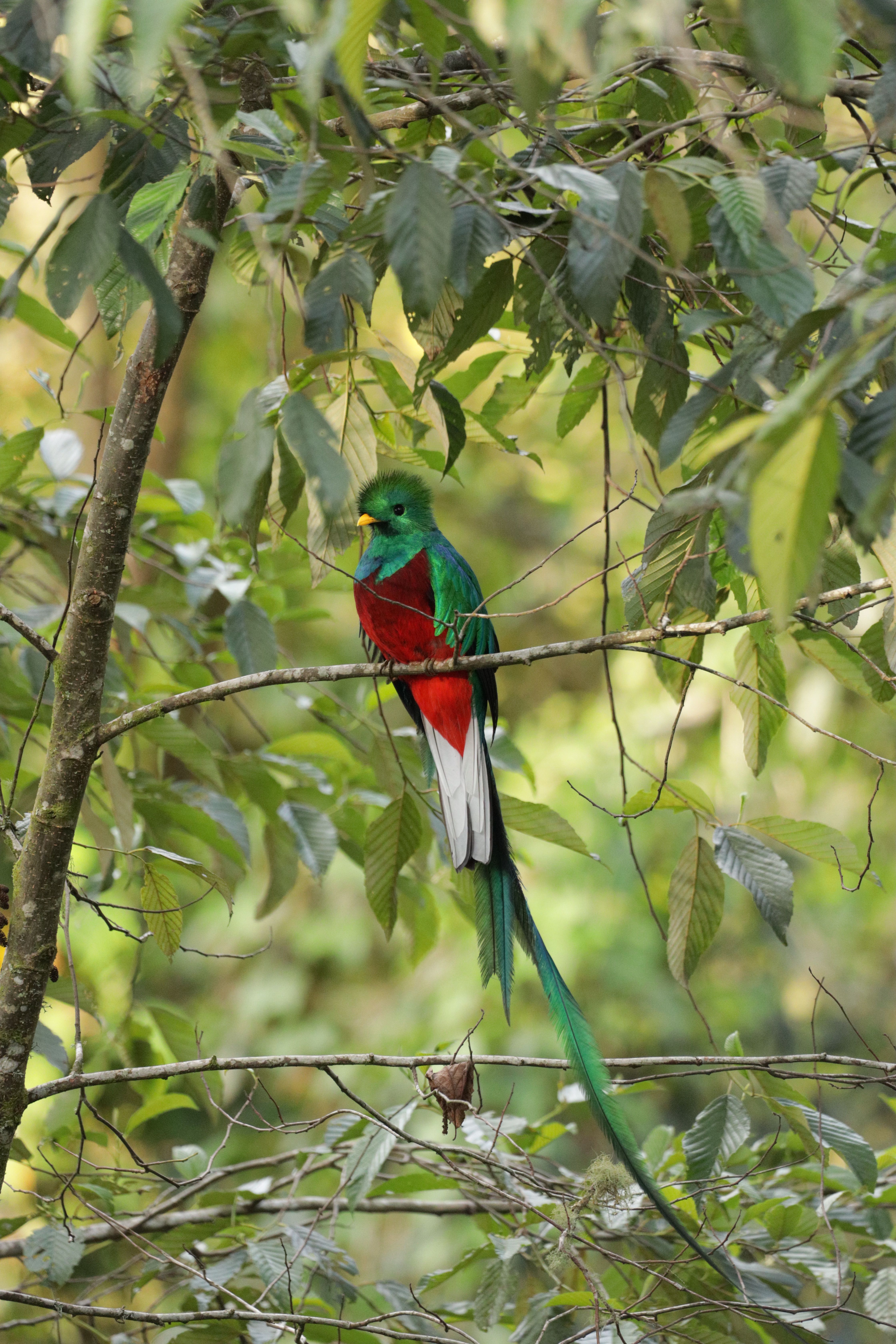 Resplendent Quetzal Photos, Download The BEST Free Resplendent Quetzal ...