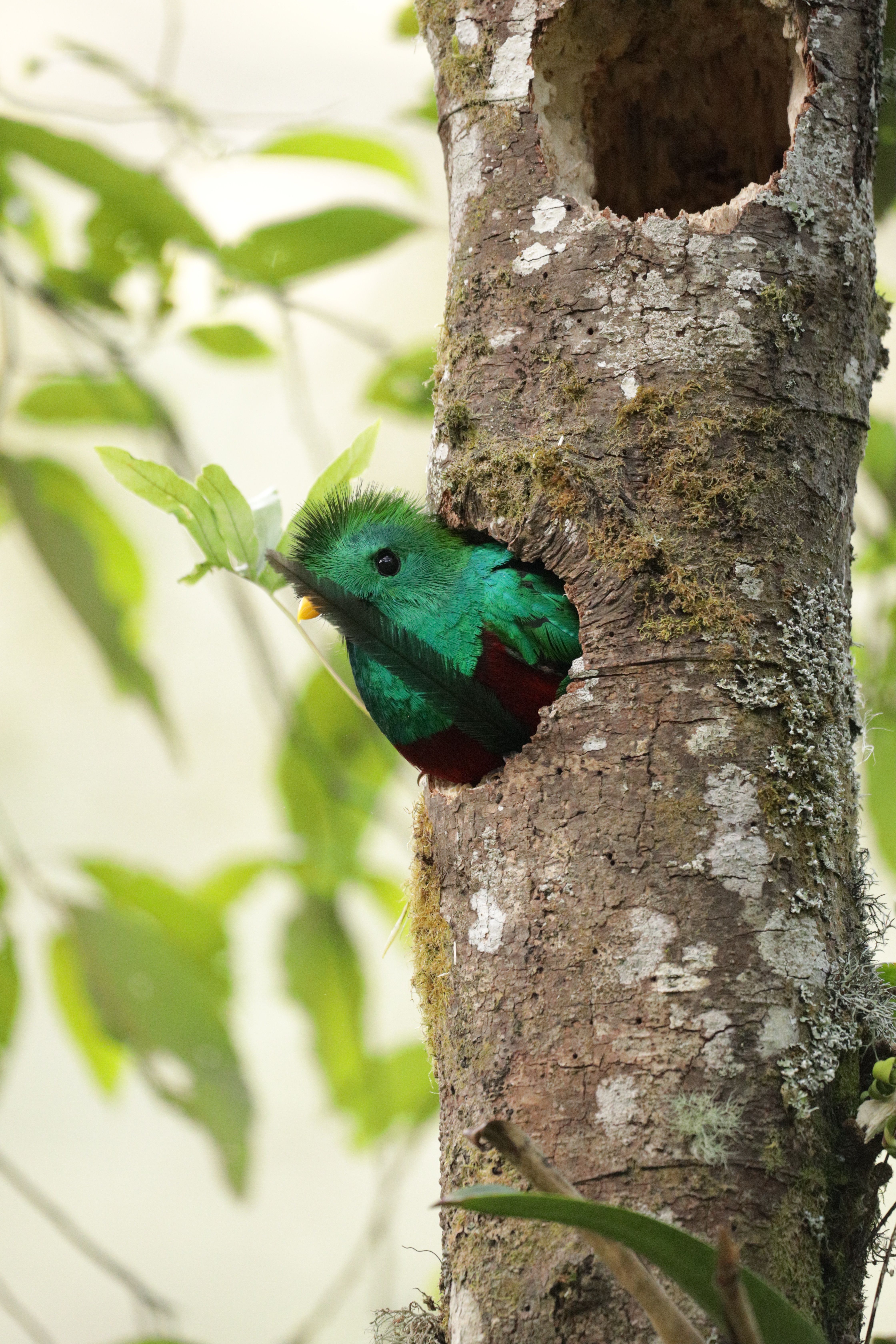 Close-up of a Resplendent Quetzal · Free Stock Photo