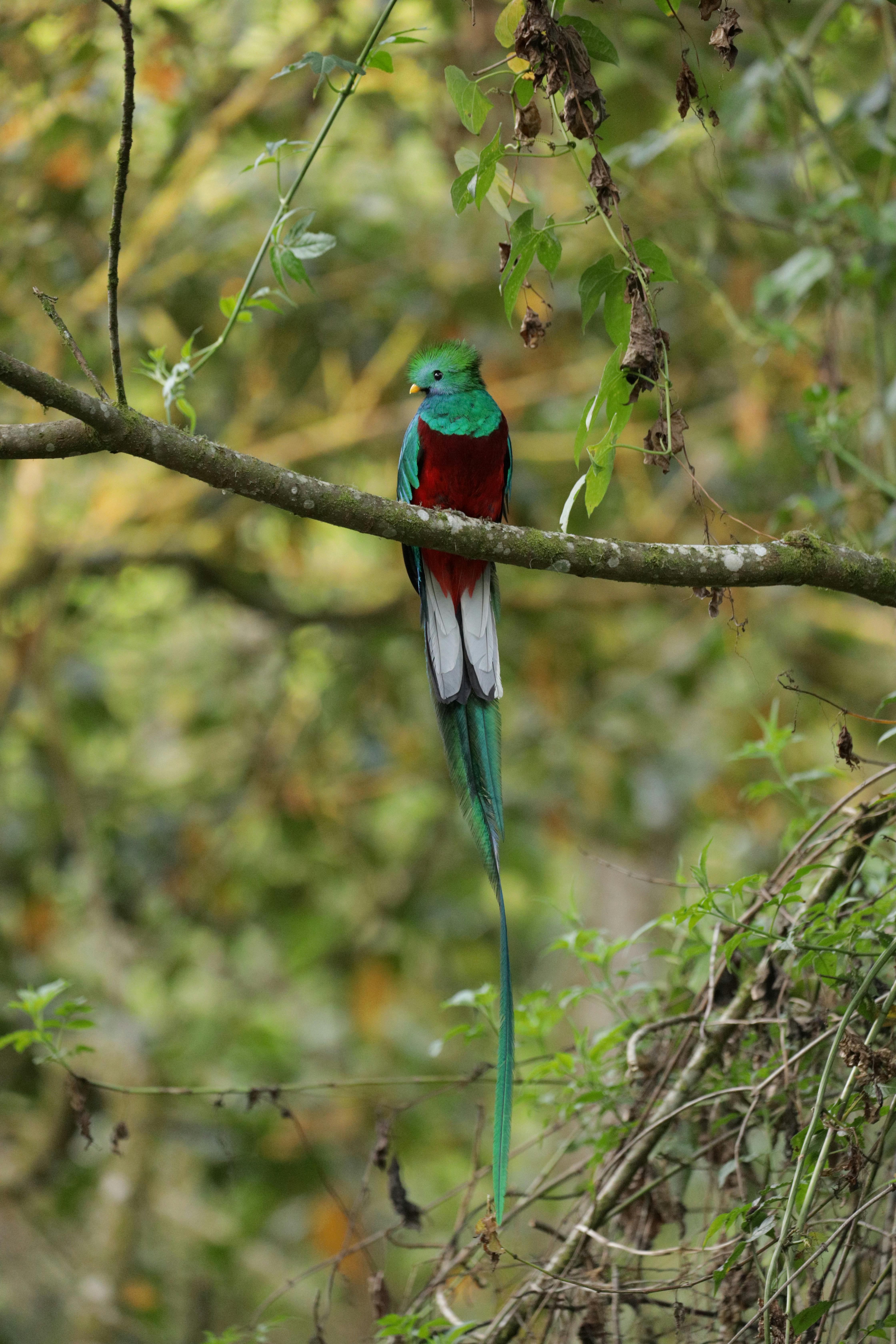 Plumed Bird Photos, Download The BEST Free Plumed Bird Stock Photos ...