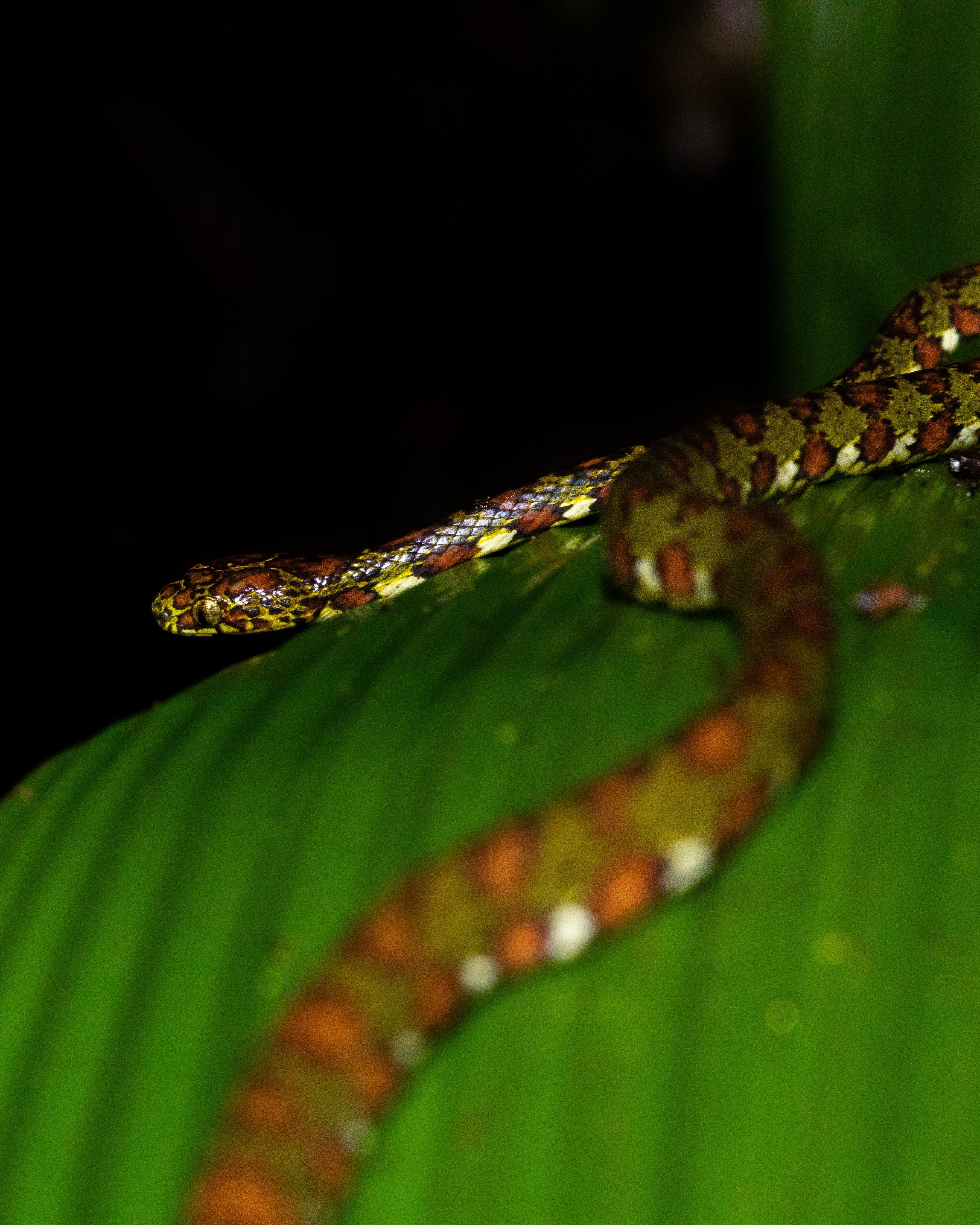 Close-up of a Sibon Snake · Free Stock Photo