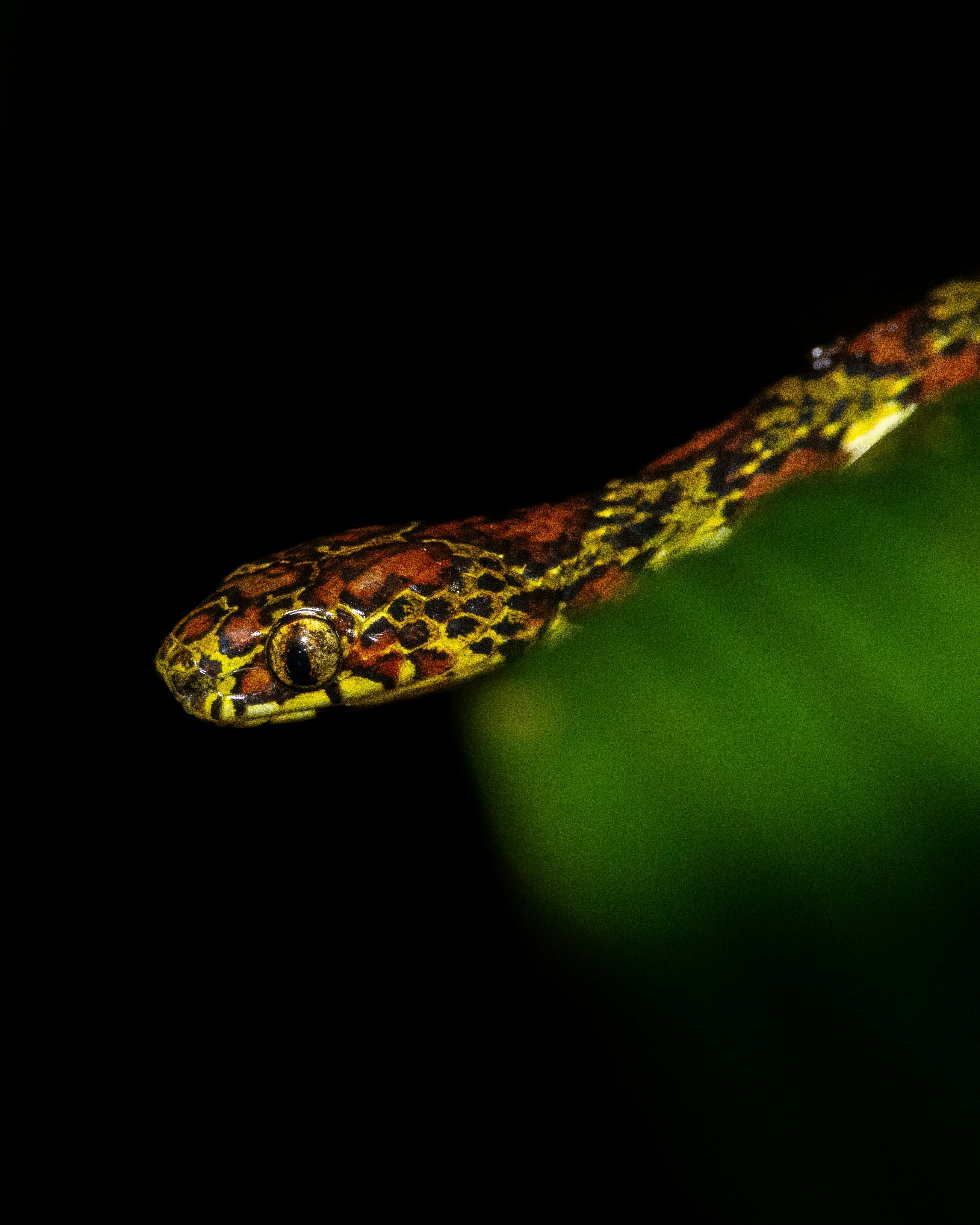 Close-up on Spotted Boa Snake · Free Stock Photo