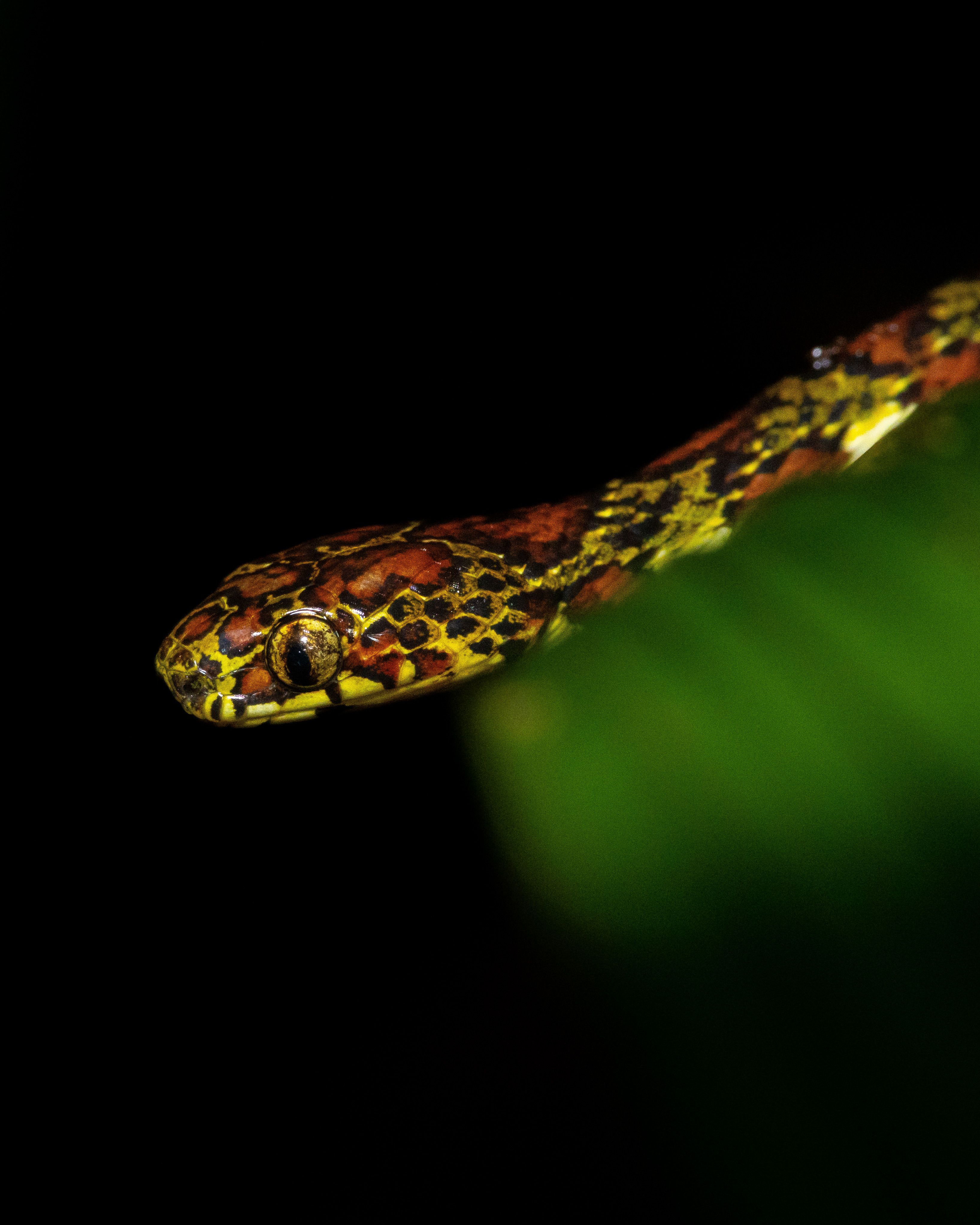 Dragon Snake Photos, Download The BEST Free Dragon Snake Stock Photos ...
