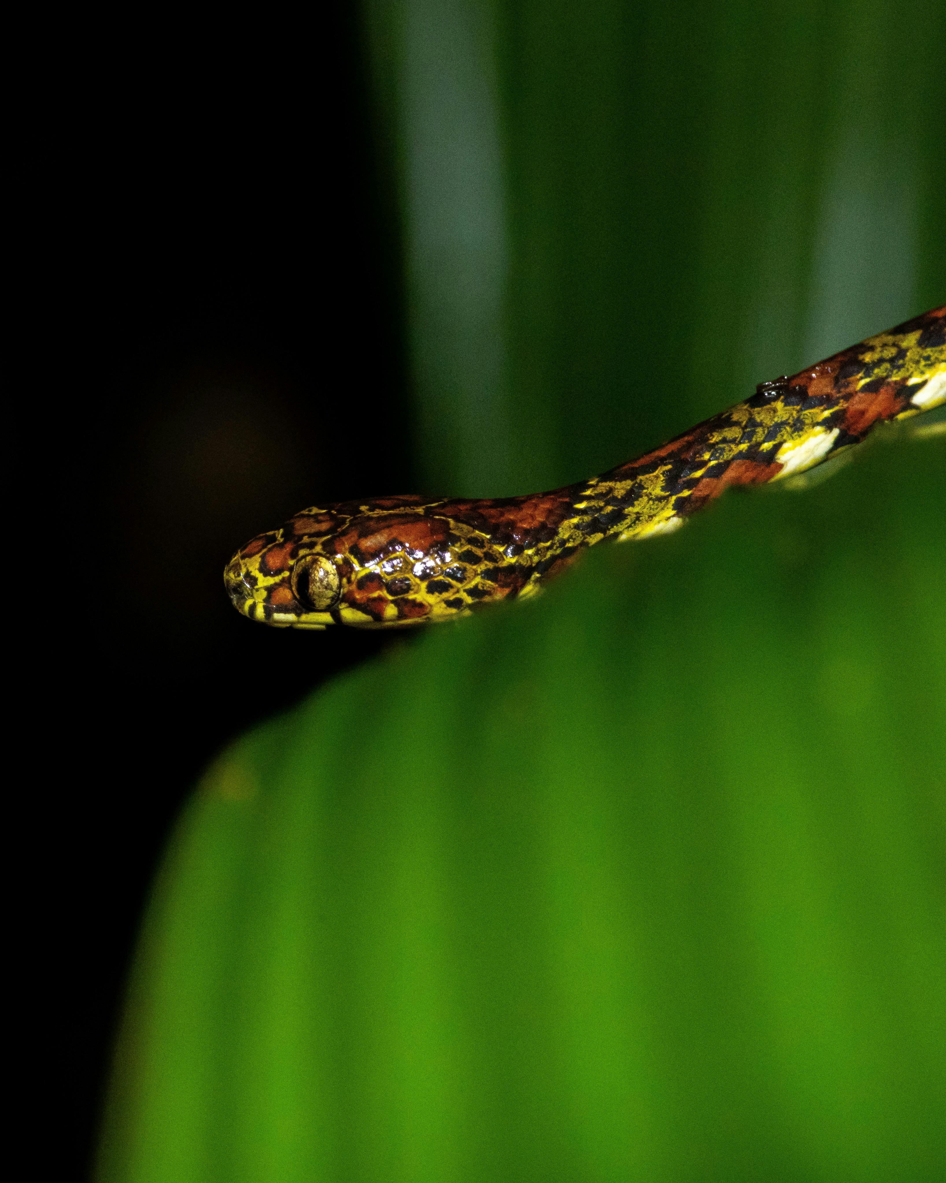 Close-up of a Sibon Snake · Free Stock Photo