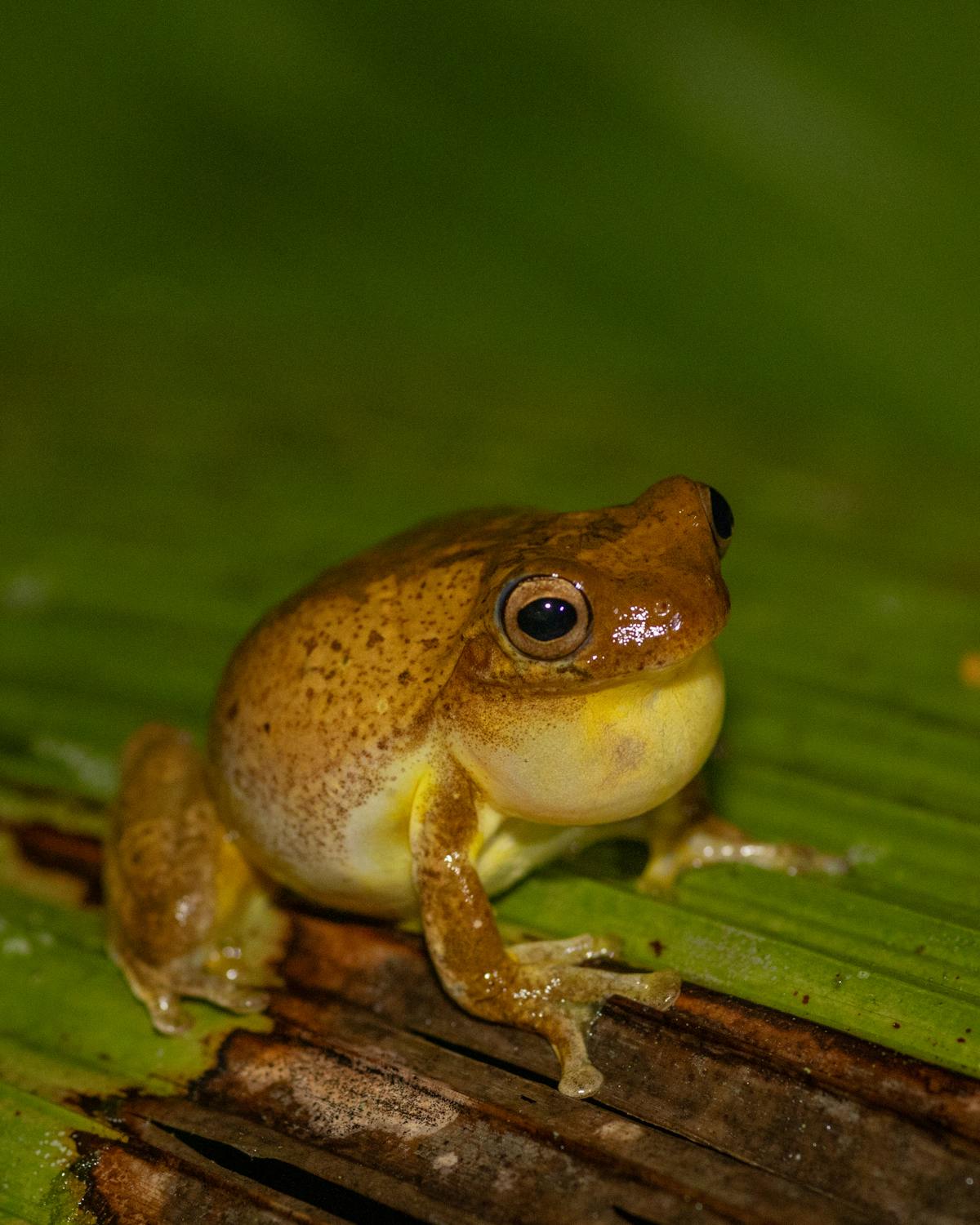 Cute Frog Photos, Download The BEST Free Cute Frog Stock Photos & HD Images