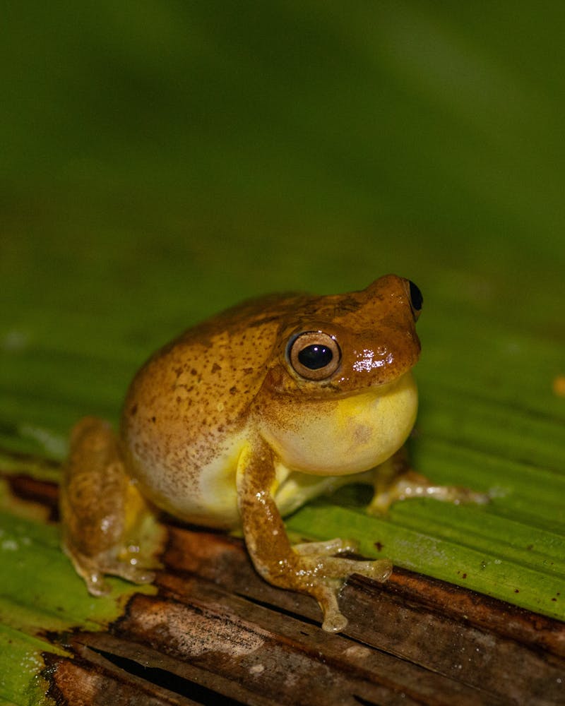 Cute Frog Photos, Download The BEST Free Cute Frog Stock Photos & HD Images