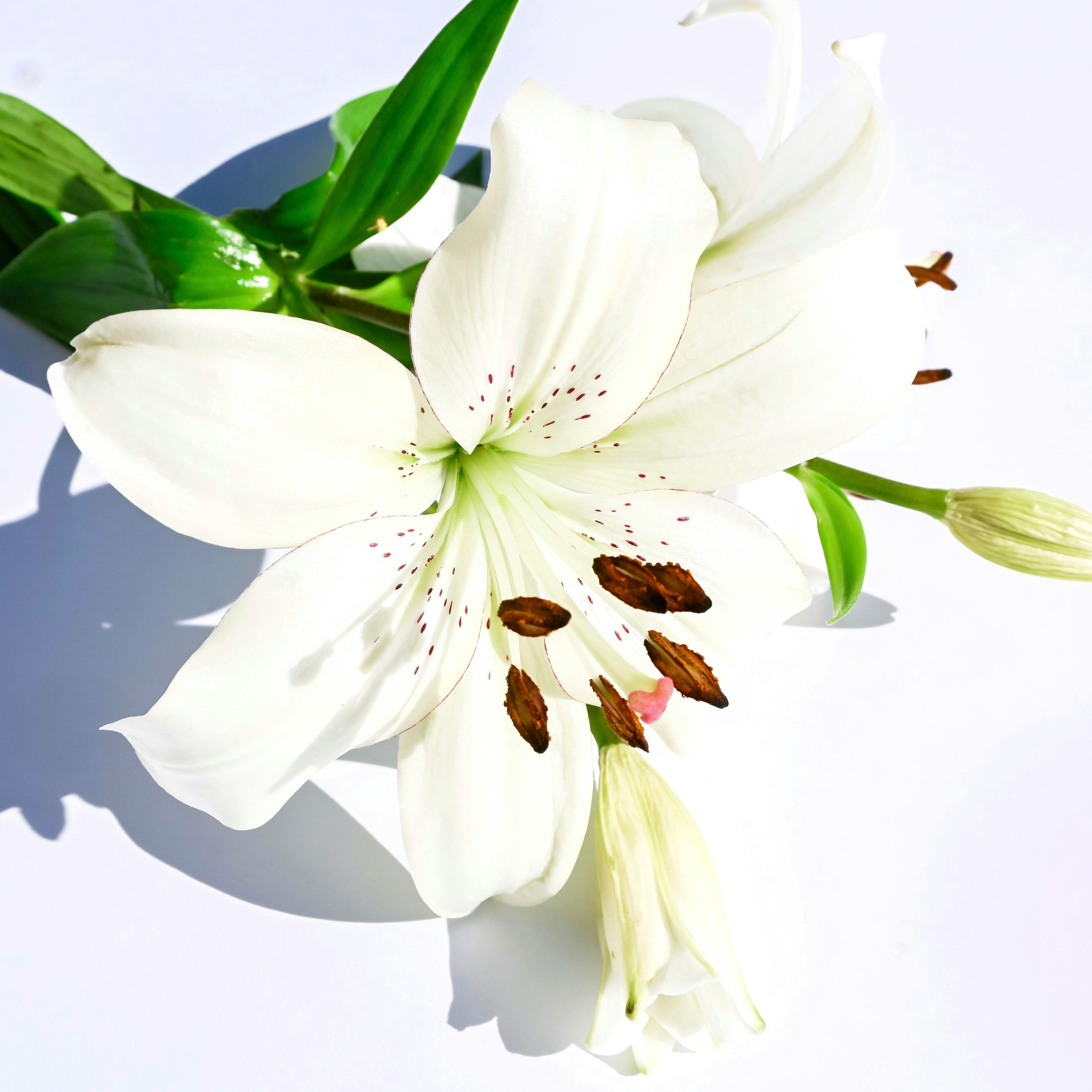 White Lily Flowers Lying on a Table · Free Stock Photo