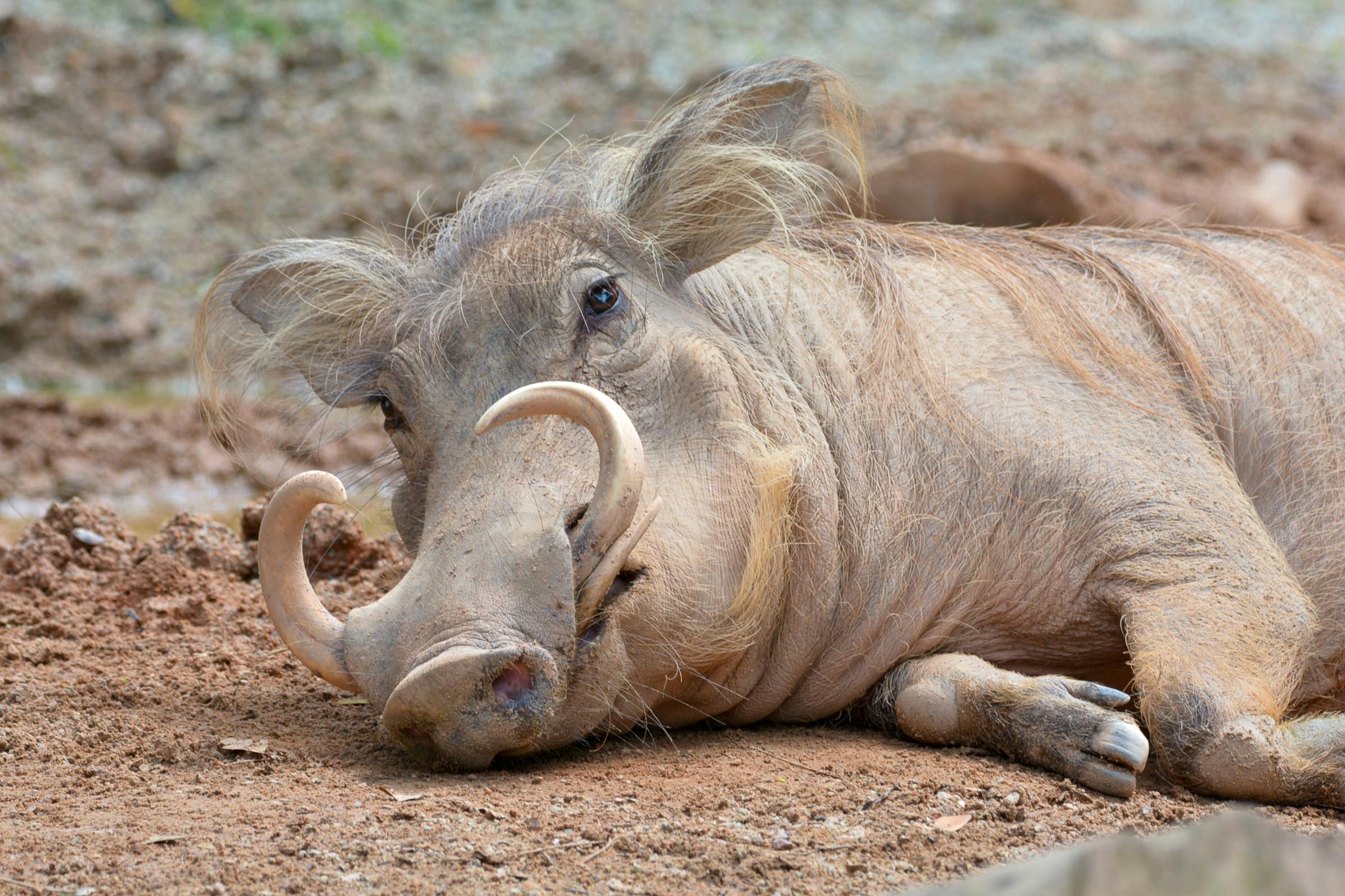 Warthog Photos, Download The BEST Free Warthog Stock Photos & HD Images