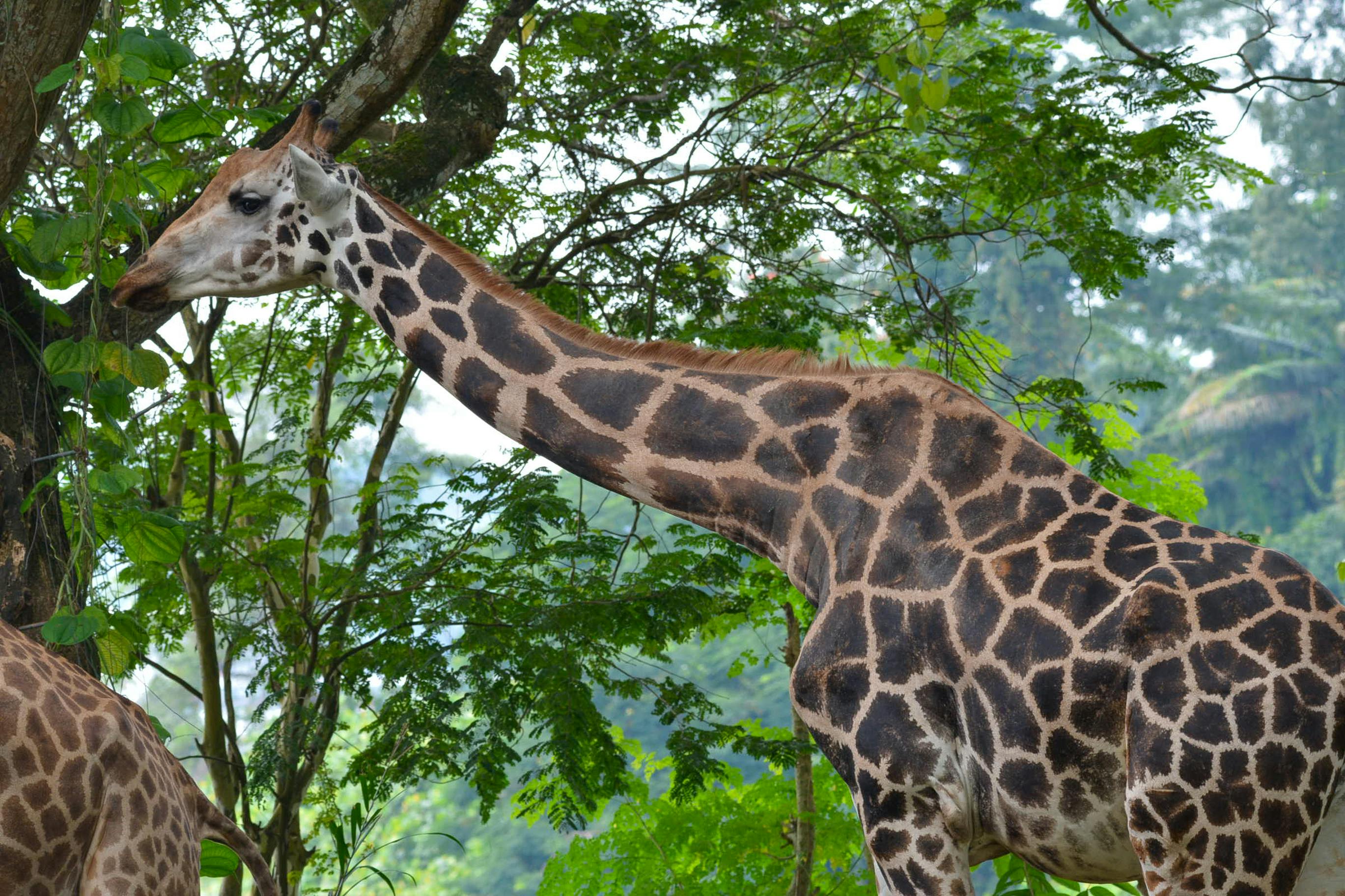 Giraffe Under the Tree · Free Stock Photo