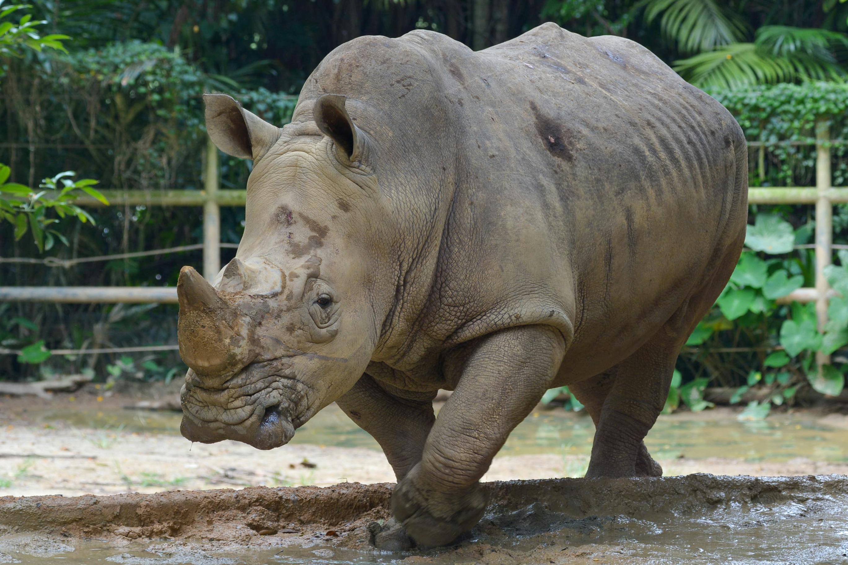 Singapore Zoo Photos, Download The BEST Free Singapore Zoo Stock Photos ...