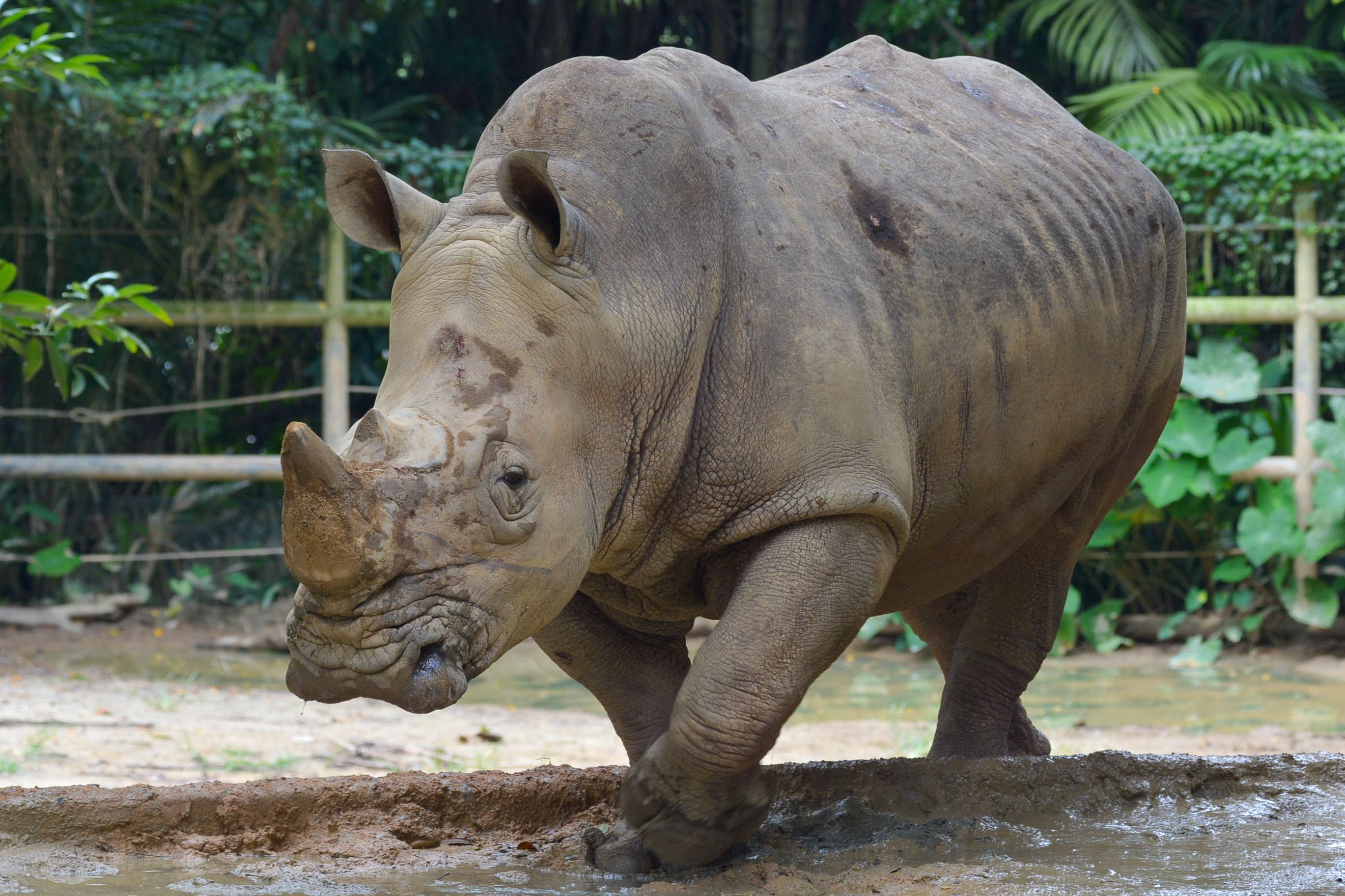 Rhino in Zoo · Free Stock Photo