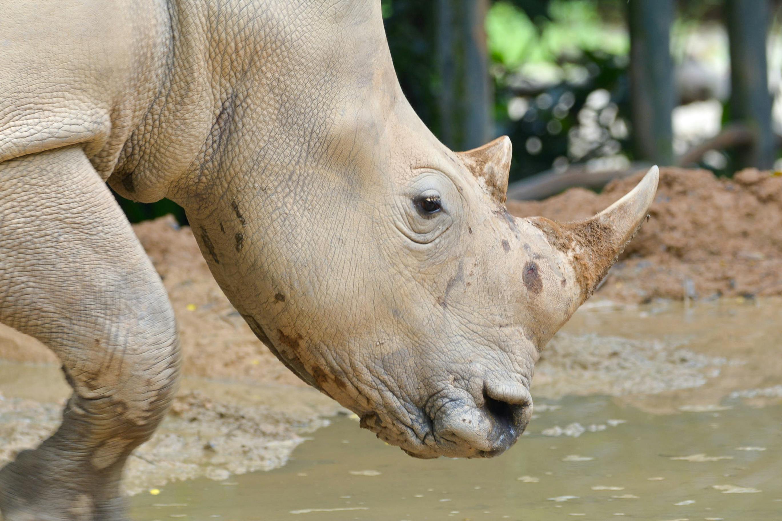 Animal Pics Photos, Download The BEST Free Animal Pics Stock Photos ...