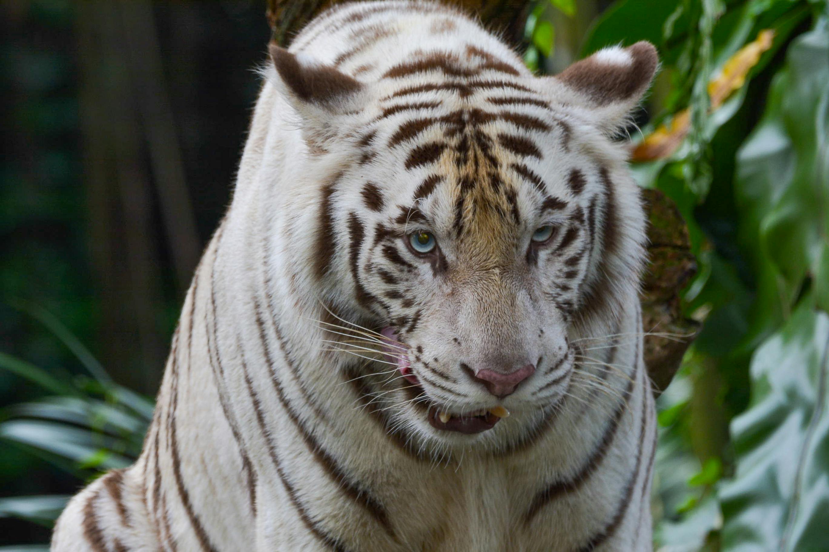 White Tiger in Zoo in Singapore · Free Stock Photo