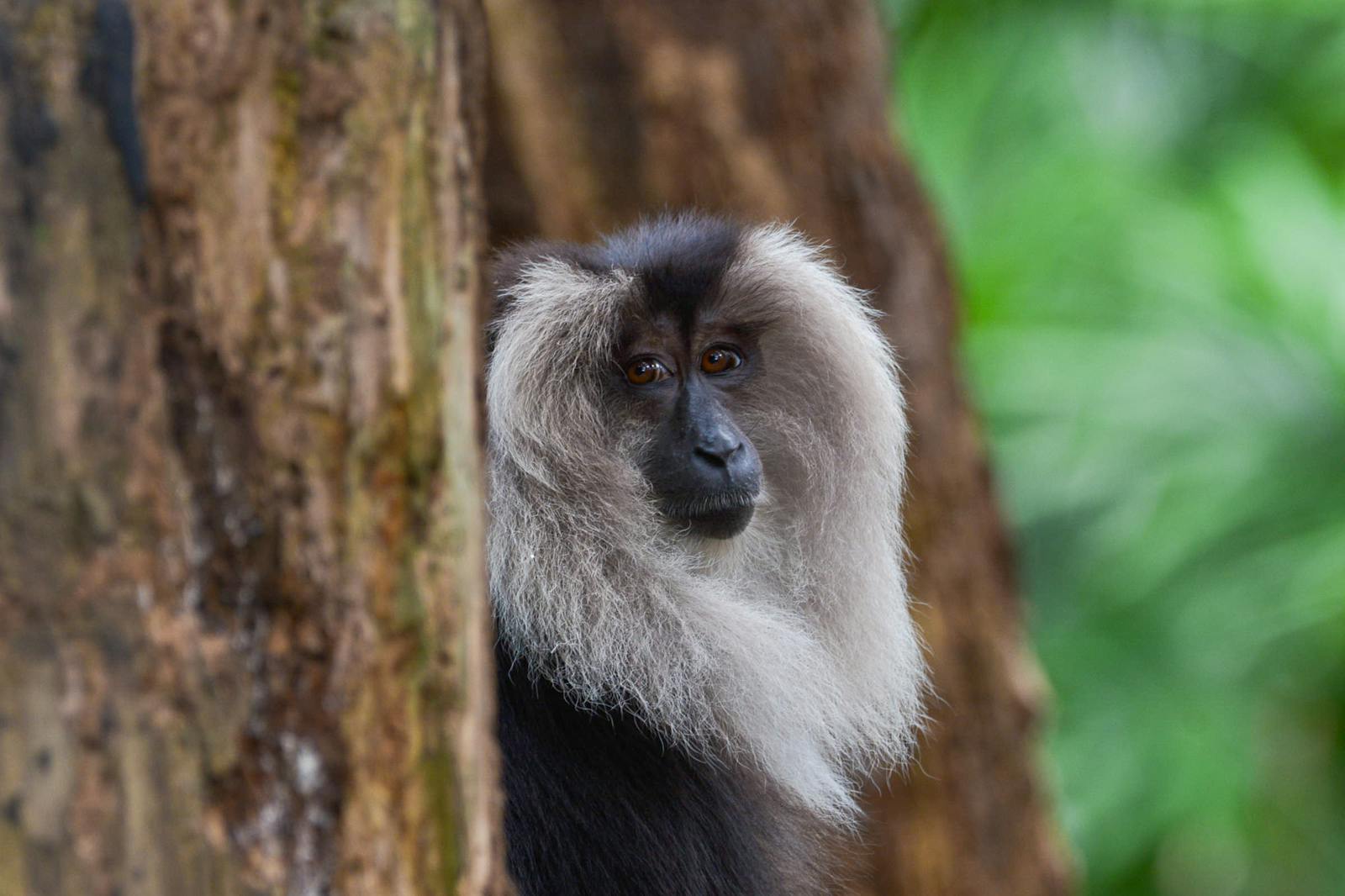 4k Monkey Wallpaper Photos, Download The BEST Free 4k Monkey Wallpaper ...