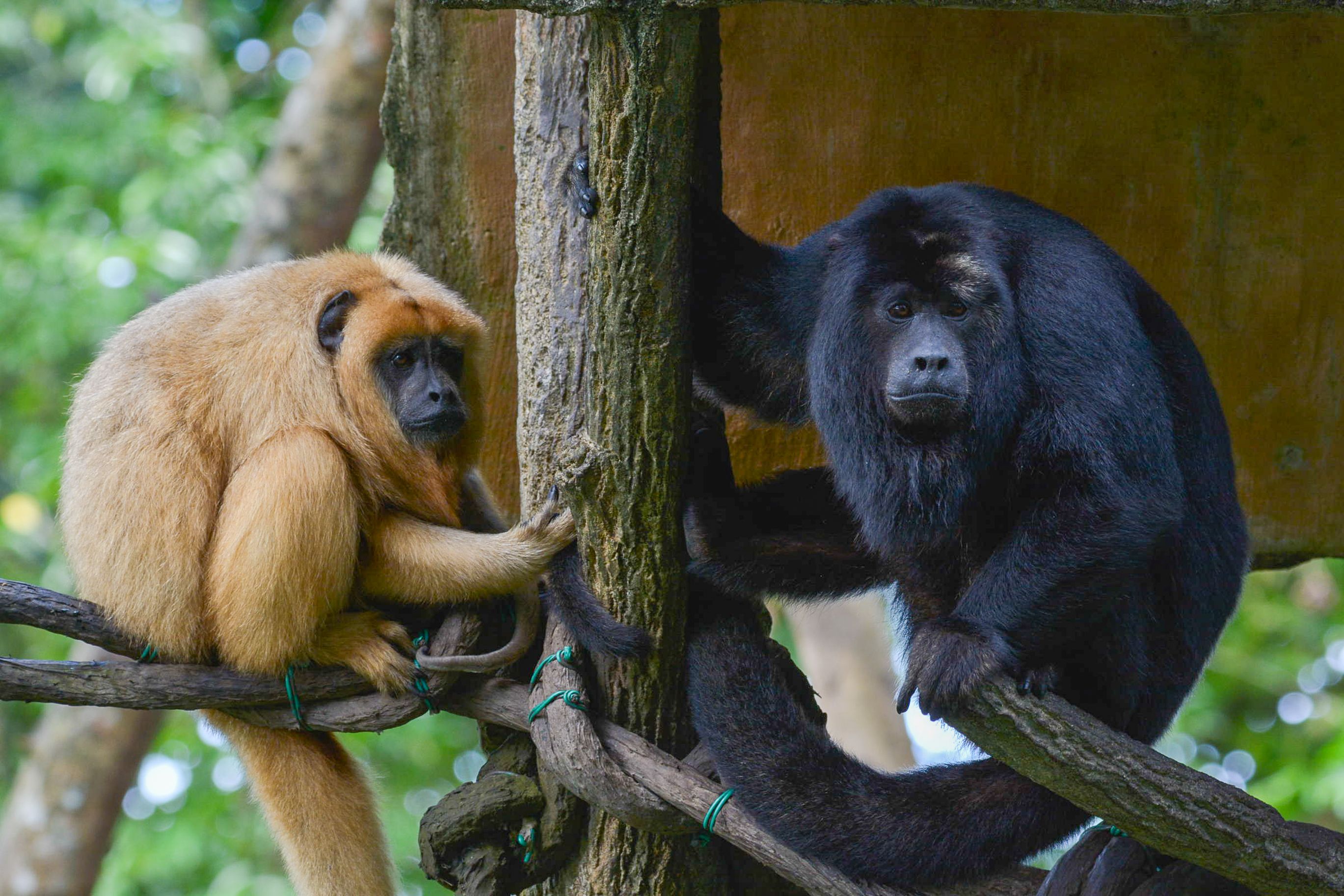 Monkeys In The Jungle Photos, Download The BEST Free Monkeys In The ...