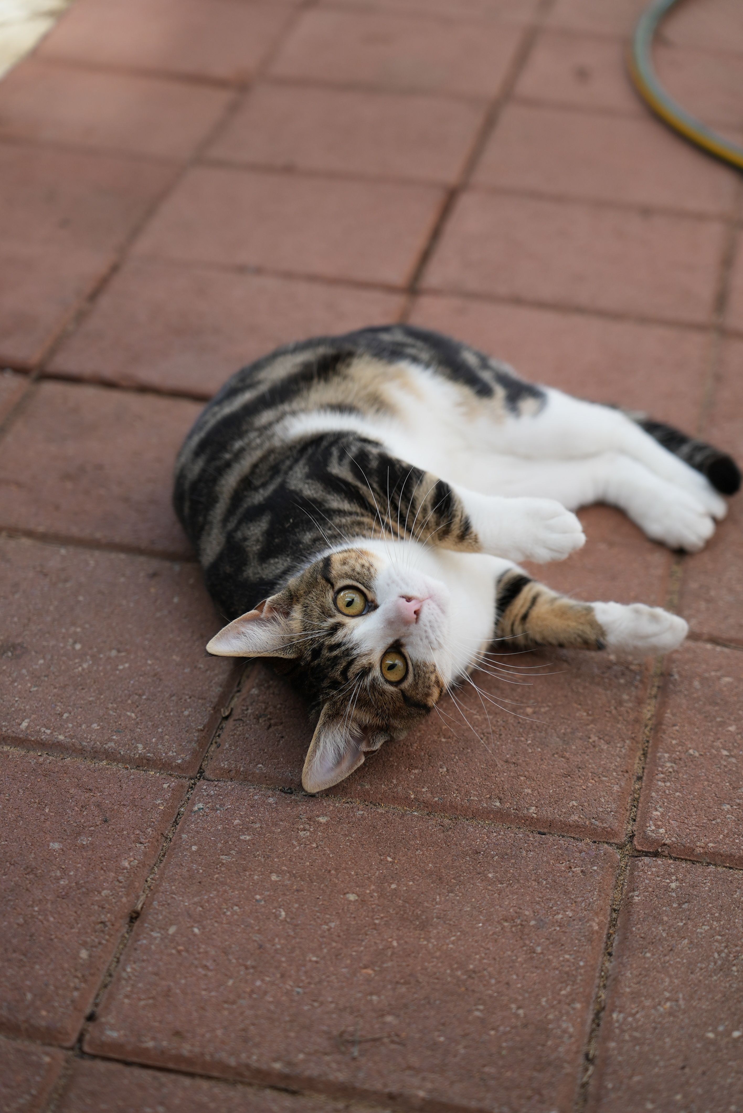 Cat Lying Down on Shelf · Free Stock Photo