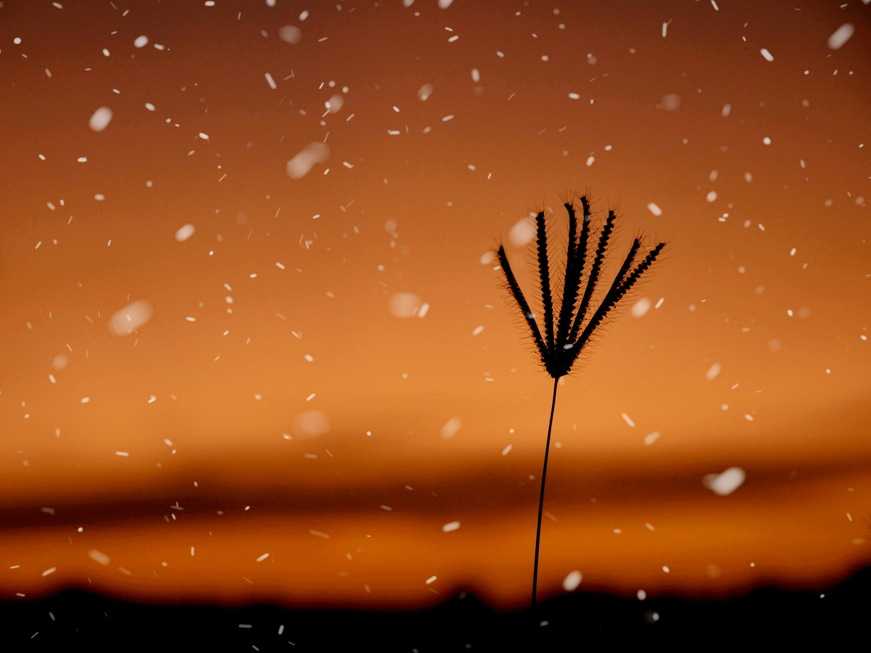 Shiva Kumar Reddy - Photography