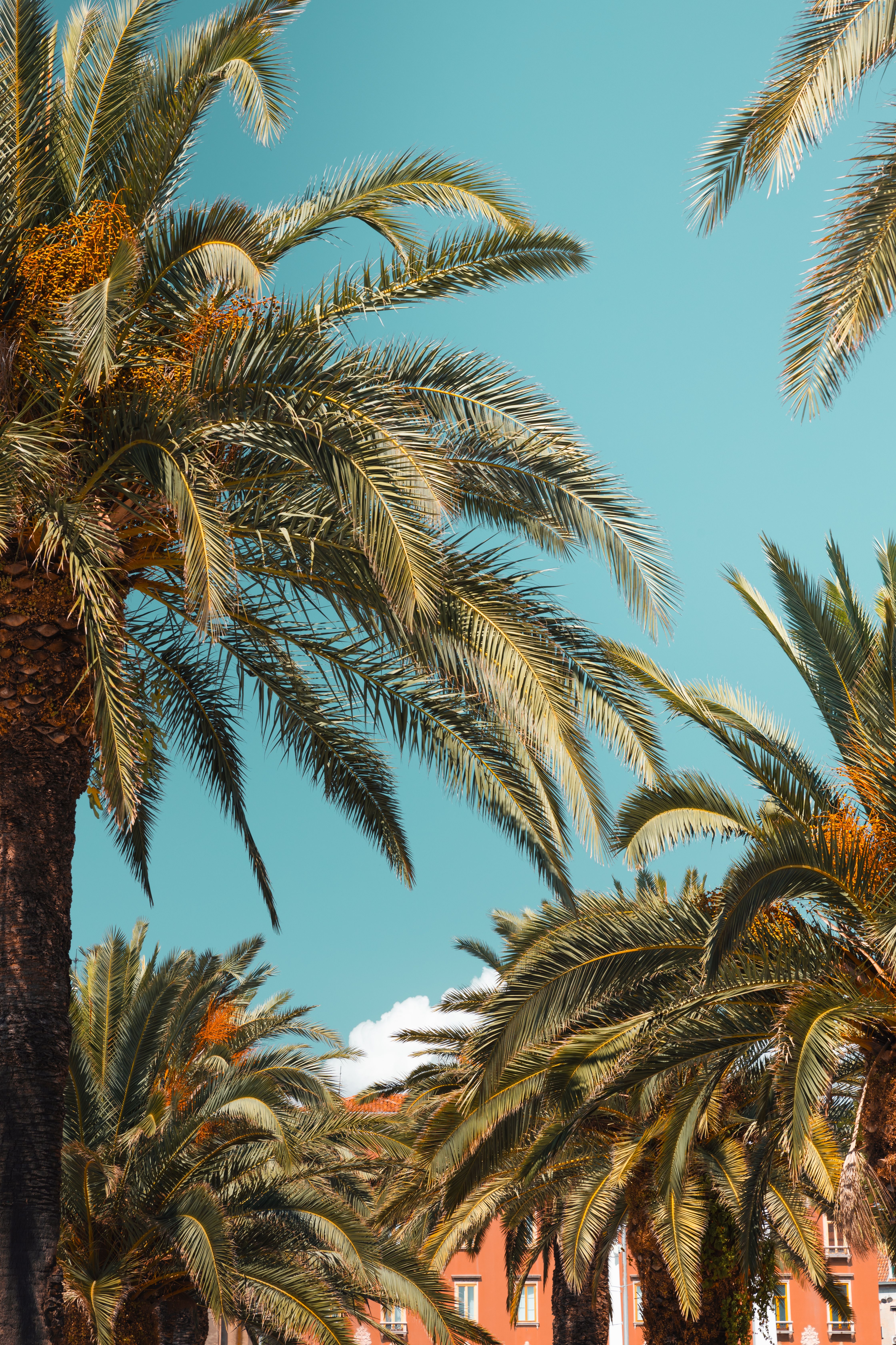 Palm trees in the city of barcelona royalty free stock photography ...