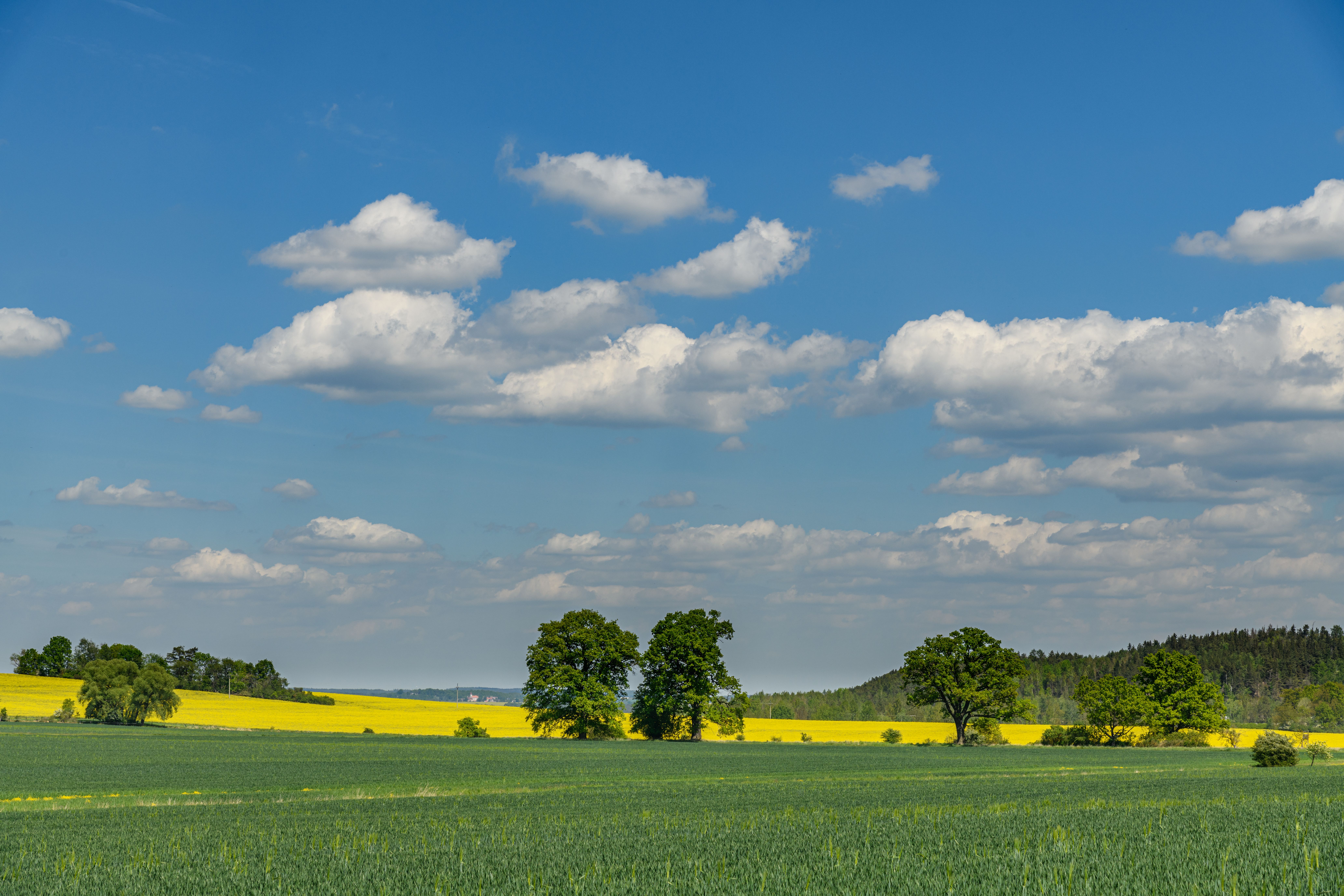 Darmowe zdjęcie z kategorii drzewa, gospodarstwo, panorama, podróż ...