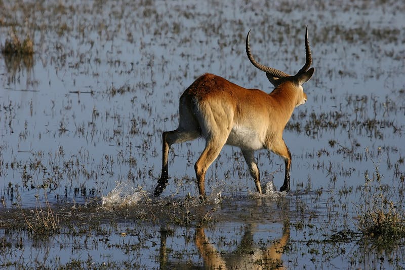 Deer Jumping Photos, Download The BEST Free Deer Jumping Stock Photos ...