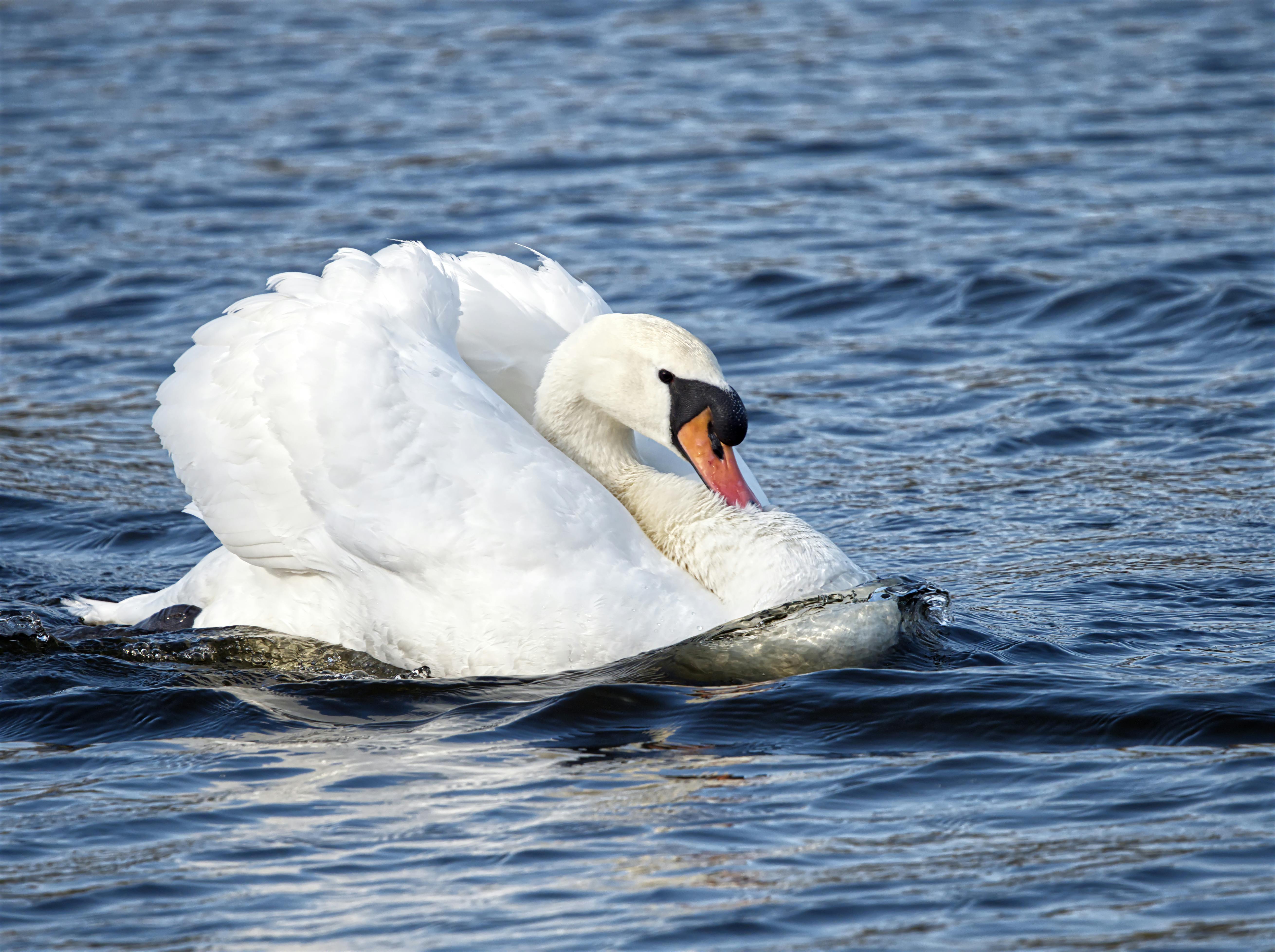 White Swan Swimming · Free Stock Photo