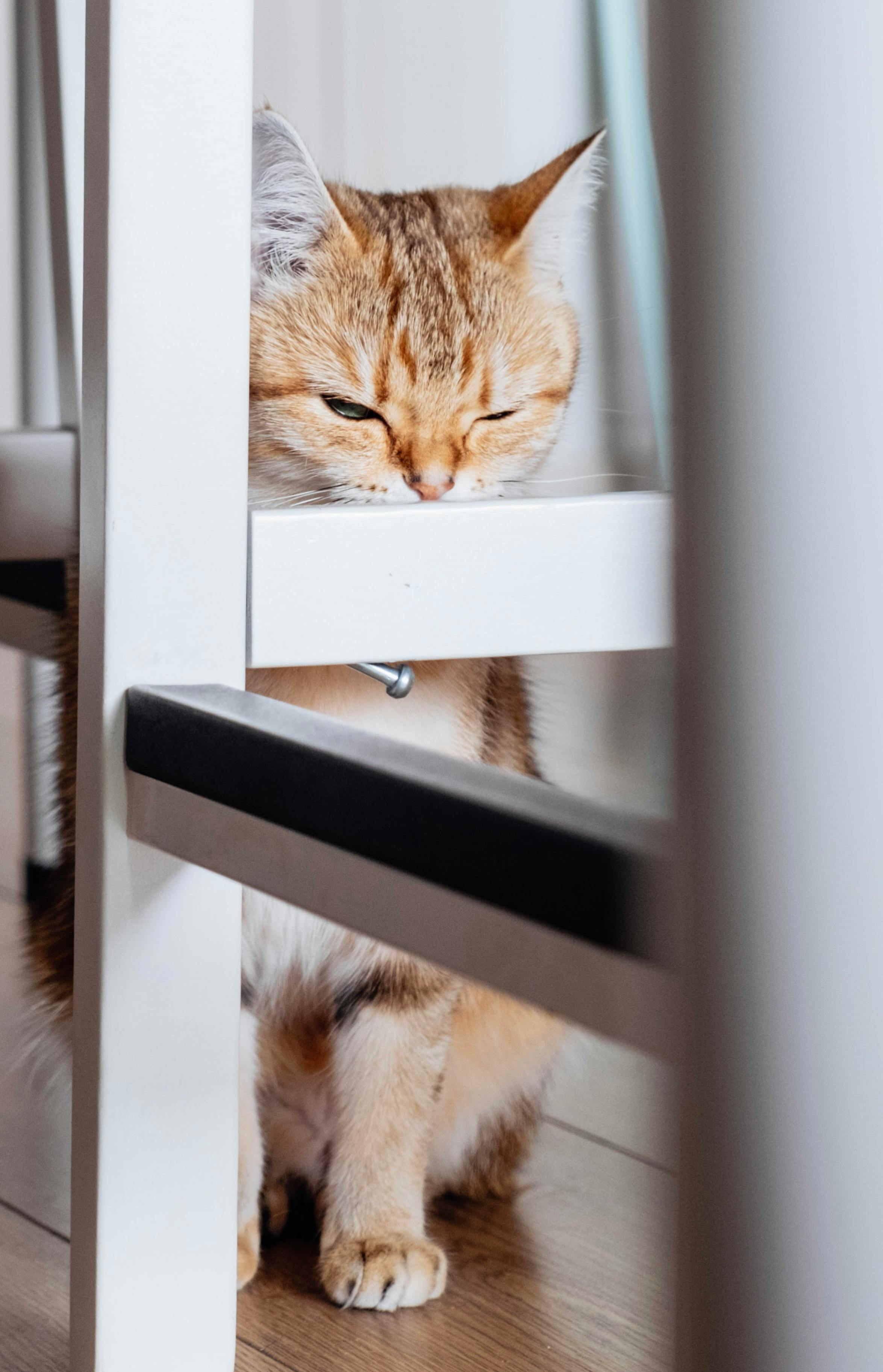 Cat in Front of a Ladder · Free Stock Photo