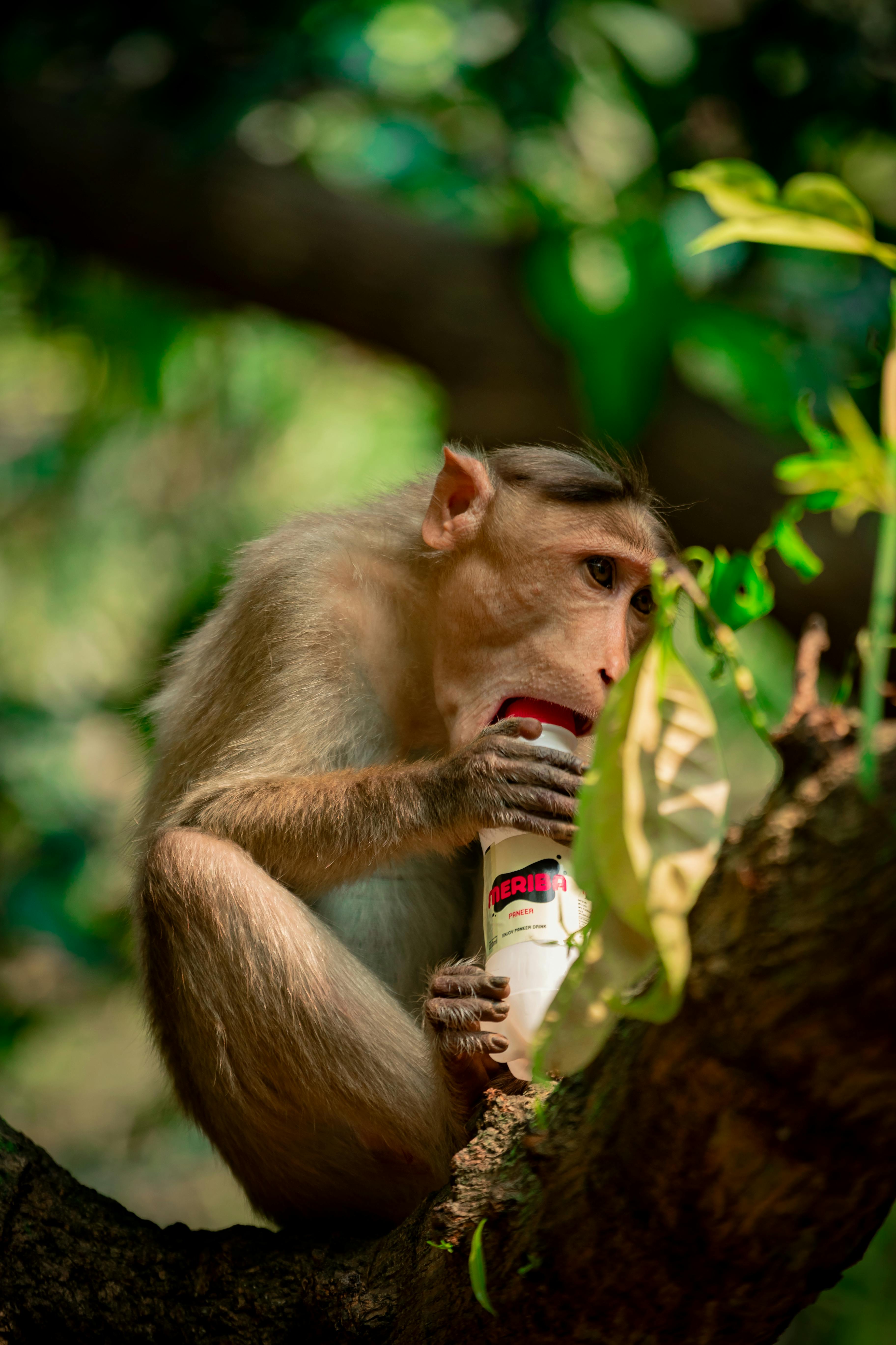 Foto de stock gratuita sobre activo, al aire libre, andhra pradesh ...
