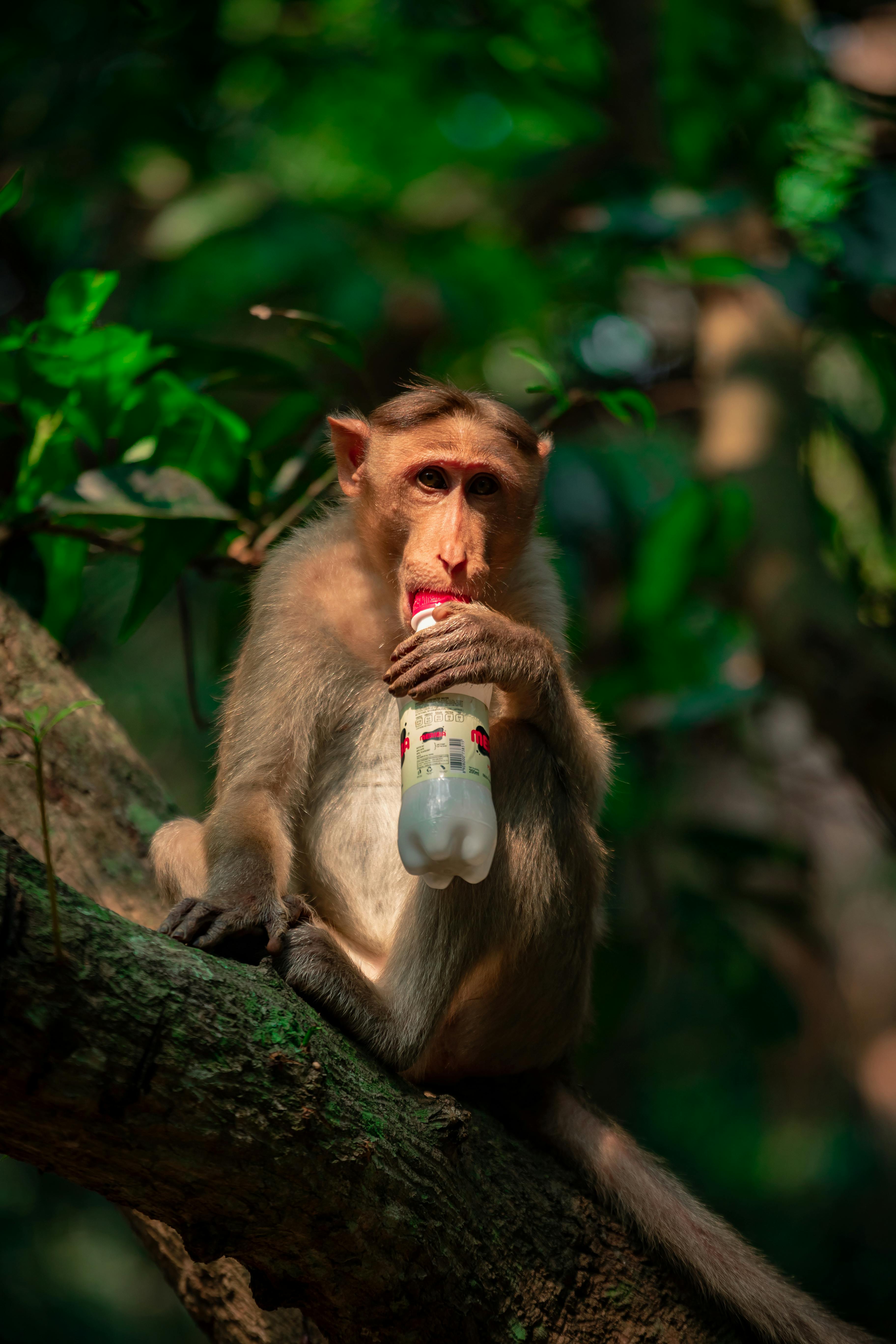 Foto de stock gratuita sobre árbol, botella de plástico, fotografía de ...