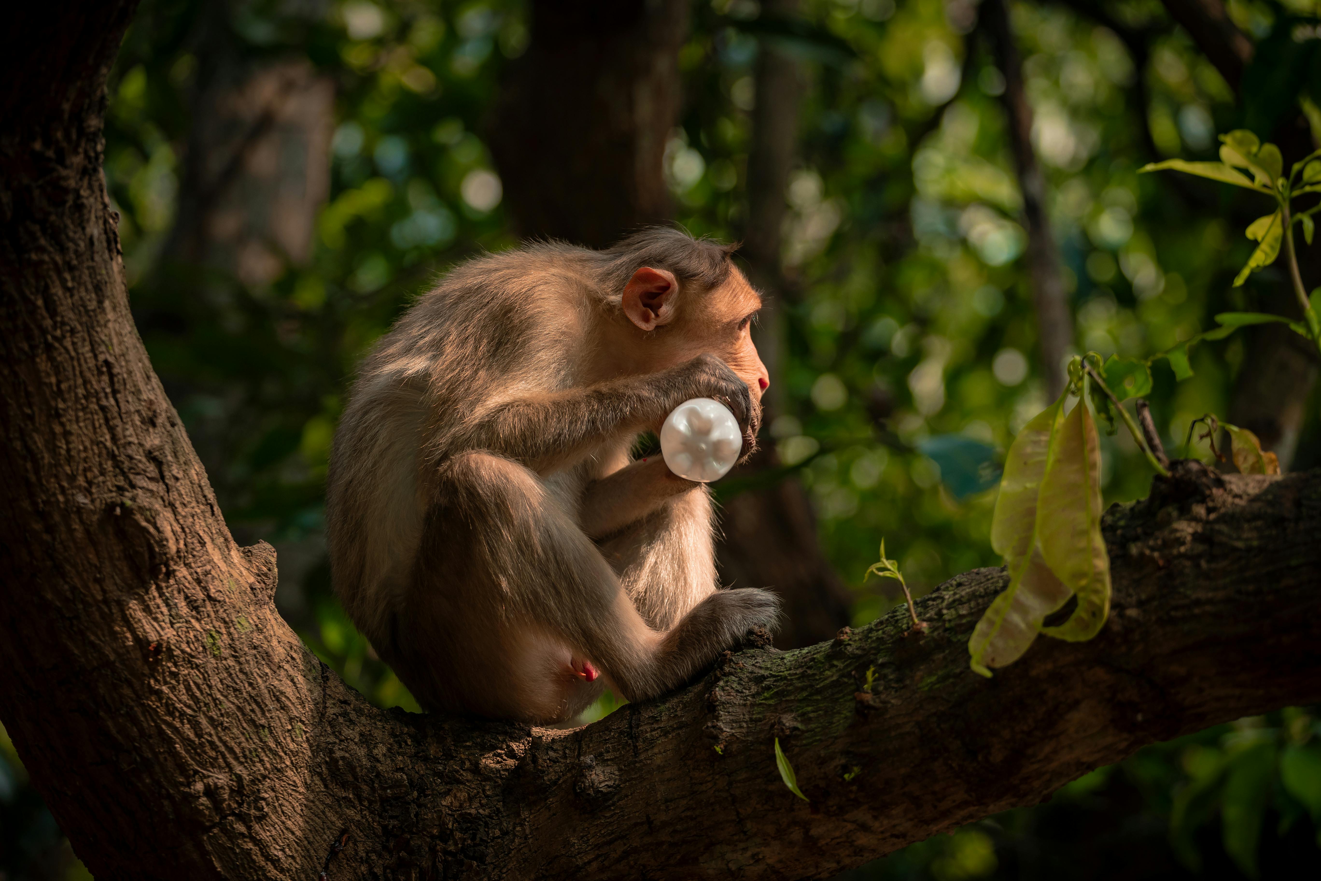 An Ordinary Monkey Cracks A Nut Photos, Download The BEST Free An ...