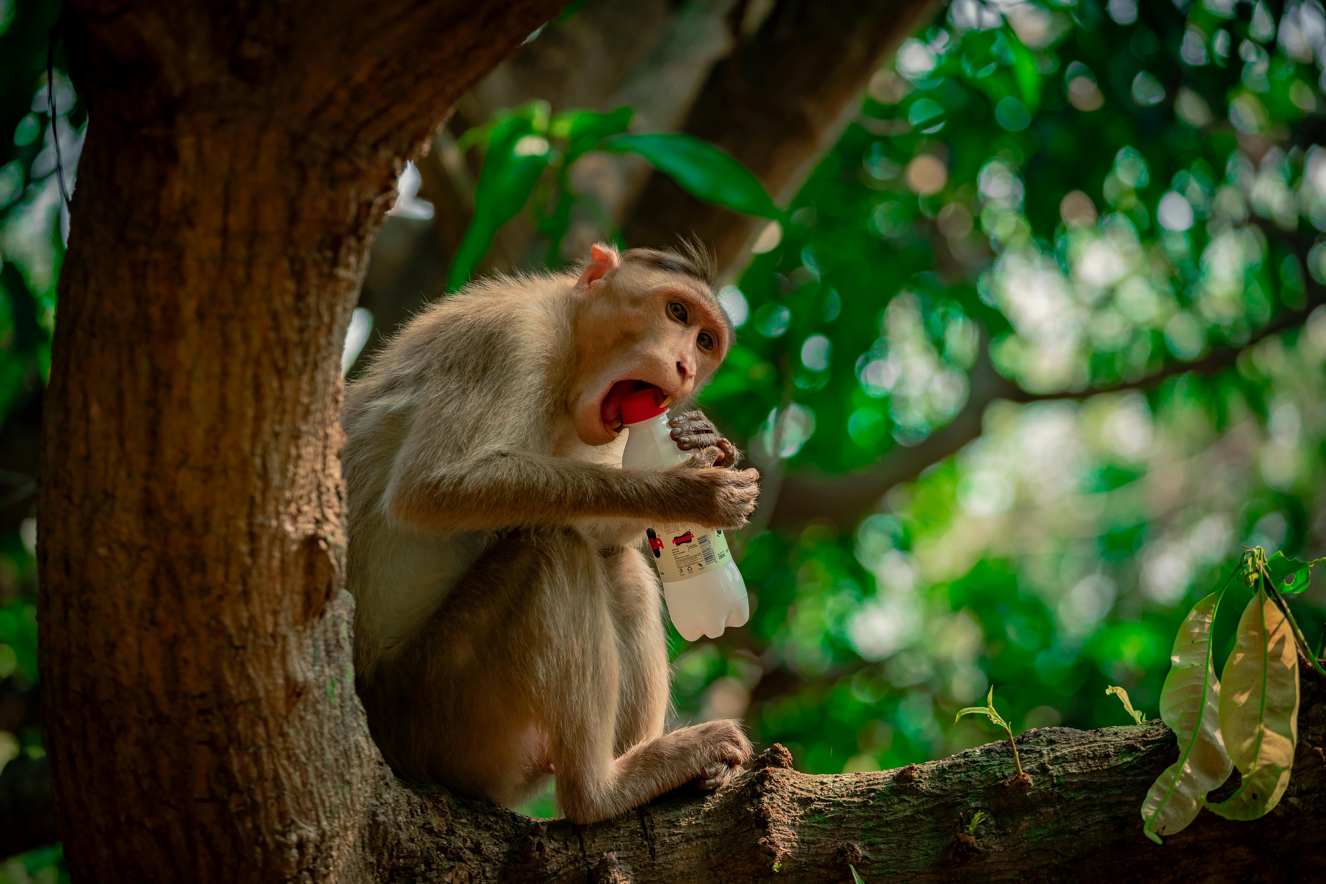 Foto de stock gratuita sobre al aire libre, andhra pradesh, animal ...