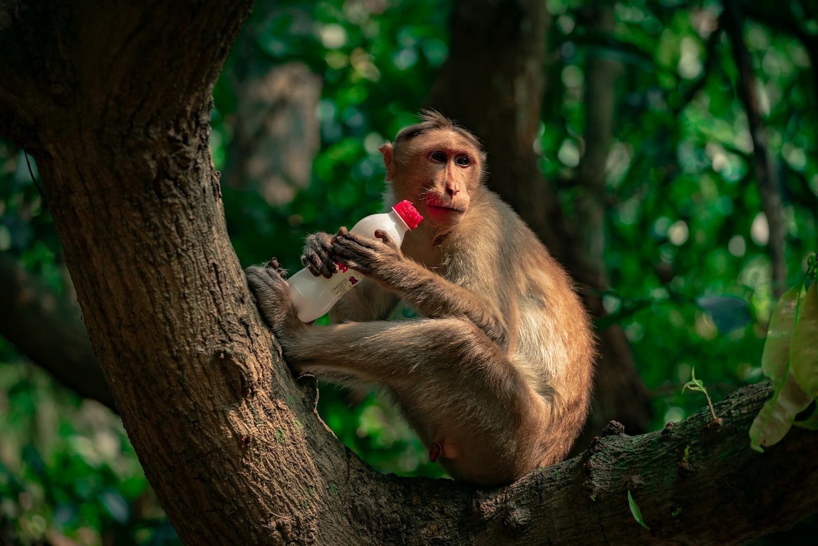 Monkey Holding Box Images Photos, Download The BEST Free Monkey Holding ...