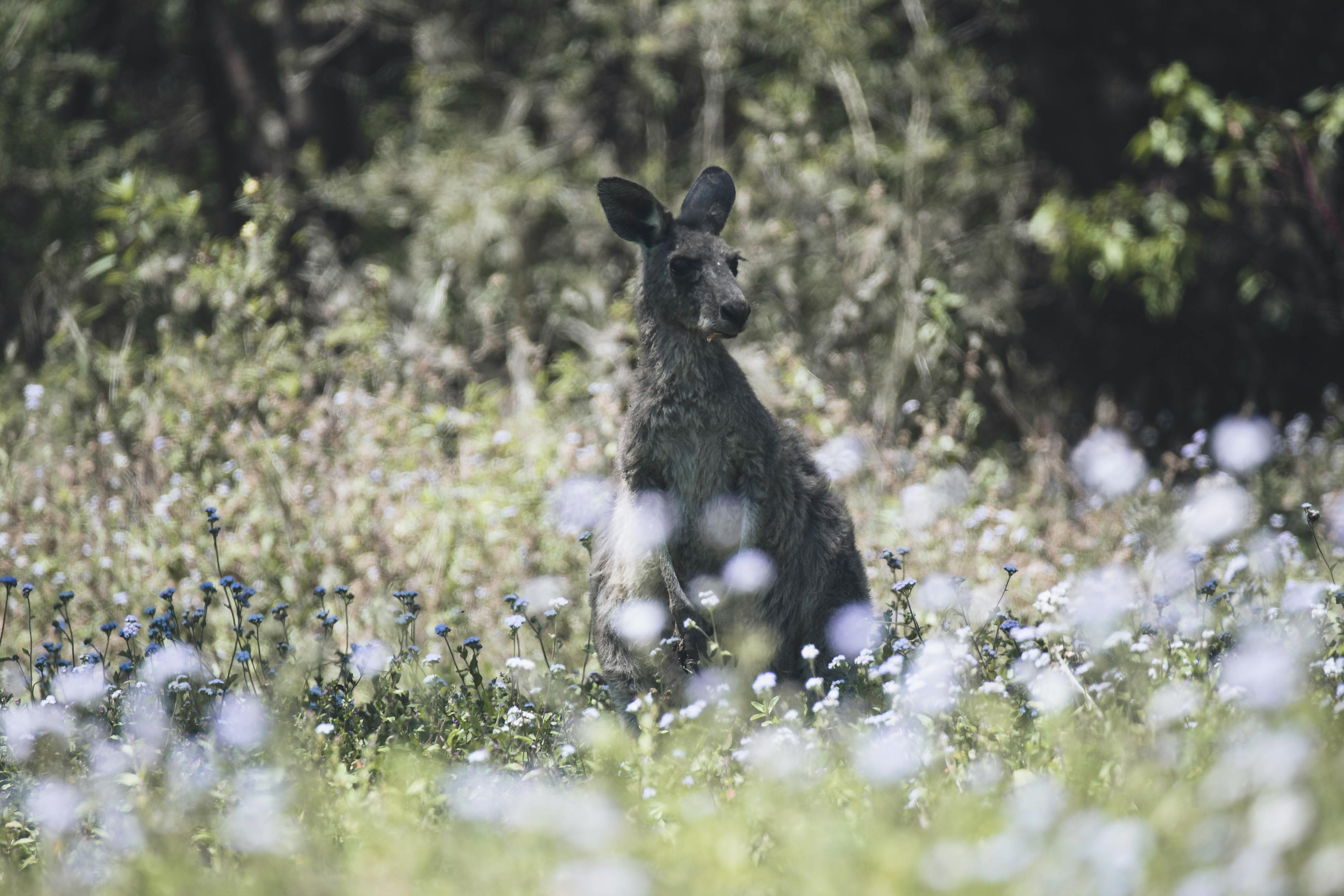 Kangaroo Mob Photos, Download The BEST Free Kangaroo Mob Stock Photos ...