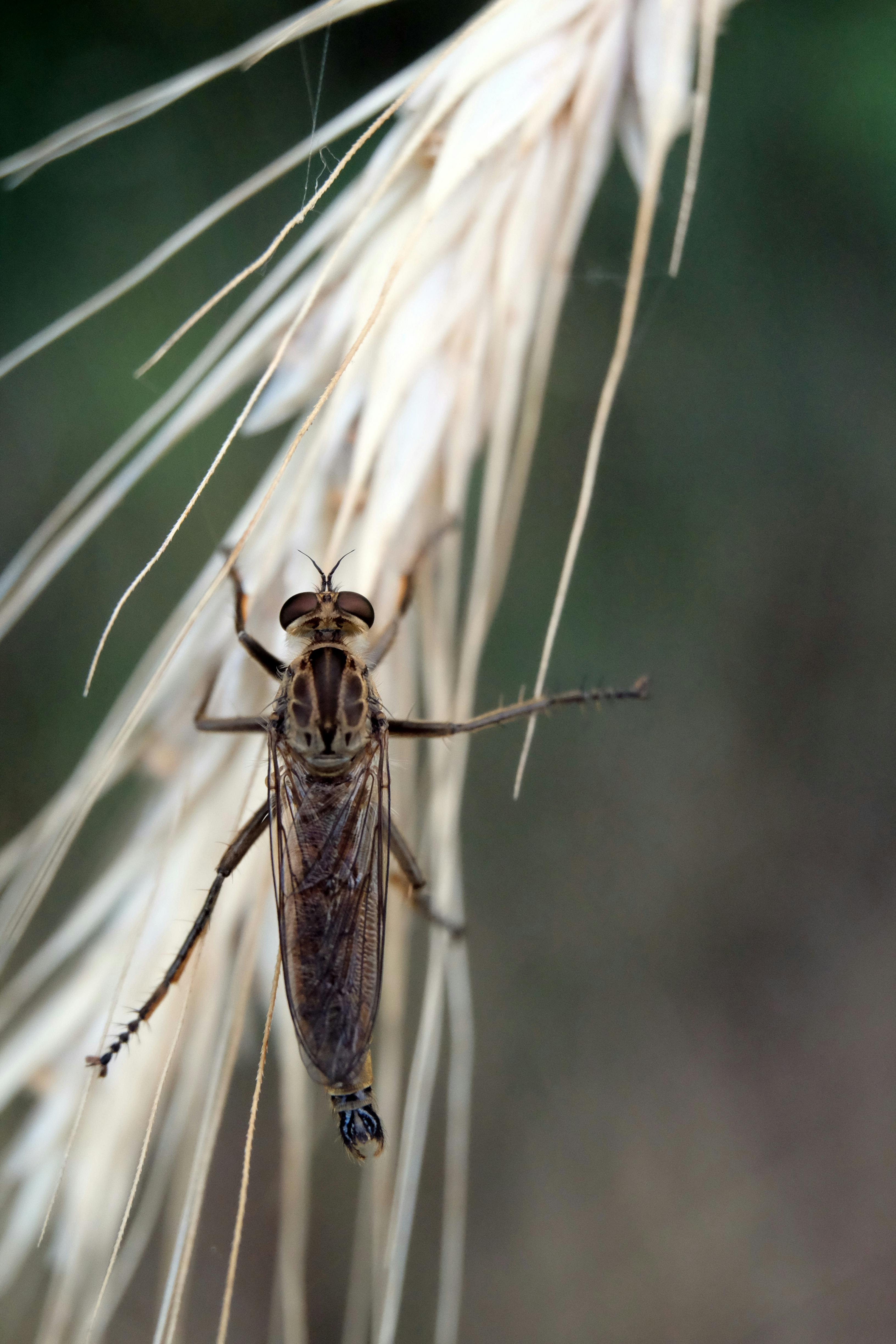 Cat Sheep Photos, Download The BEST Free Cat Sheep Stock Photos & HD Images