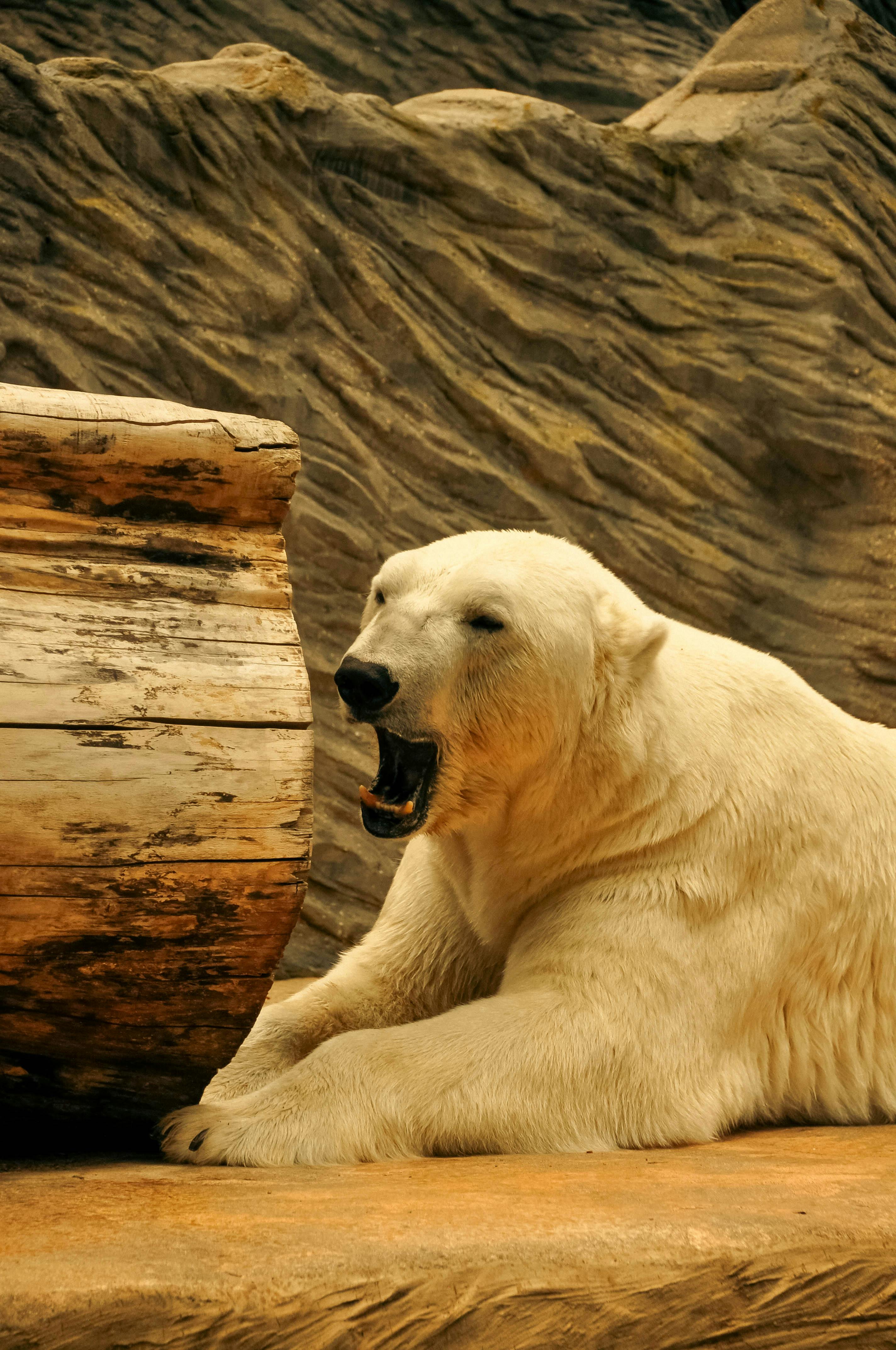 Foto de stock gratuita sobre bostezando, cansado, fotografía de ...
