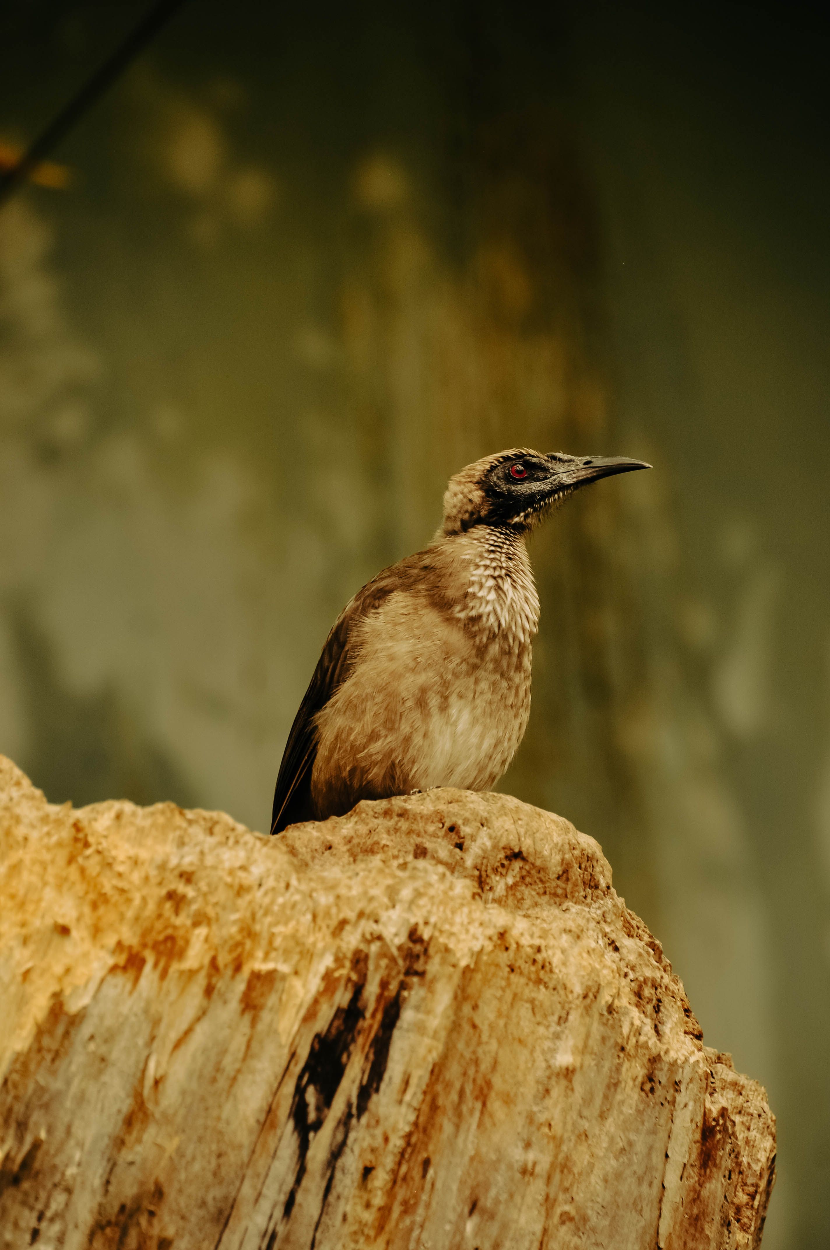 Bird In Urban Setting Photos, Download The BEST Free Bird In Urban ...